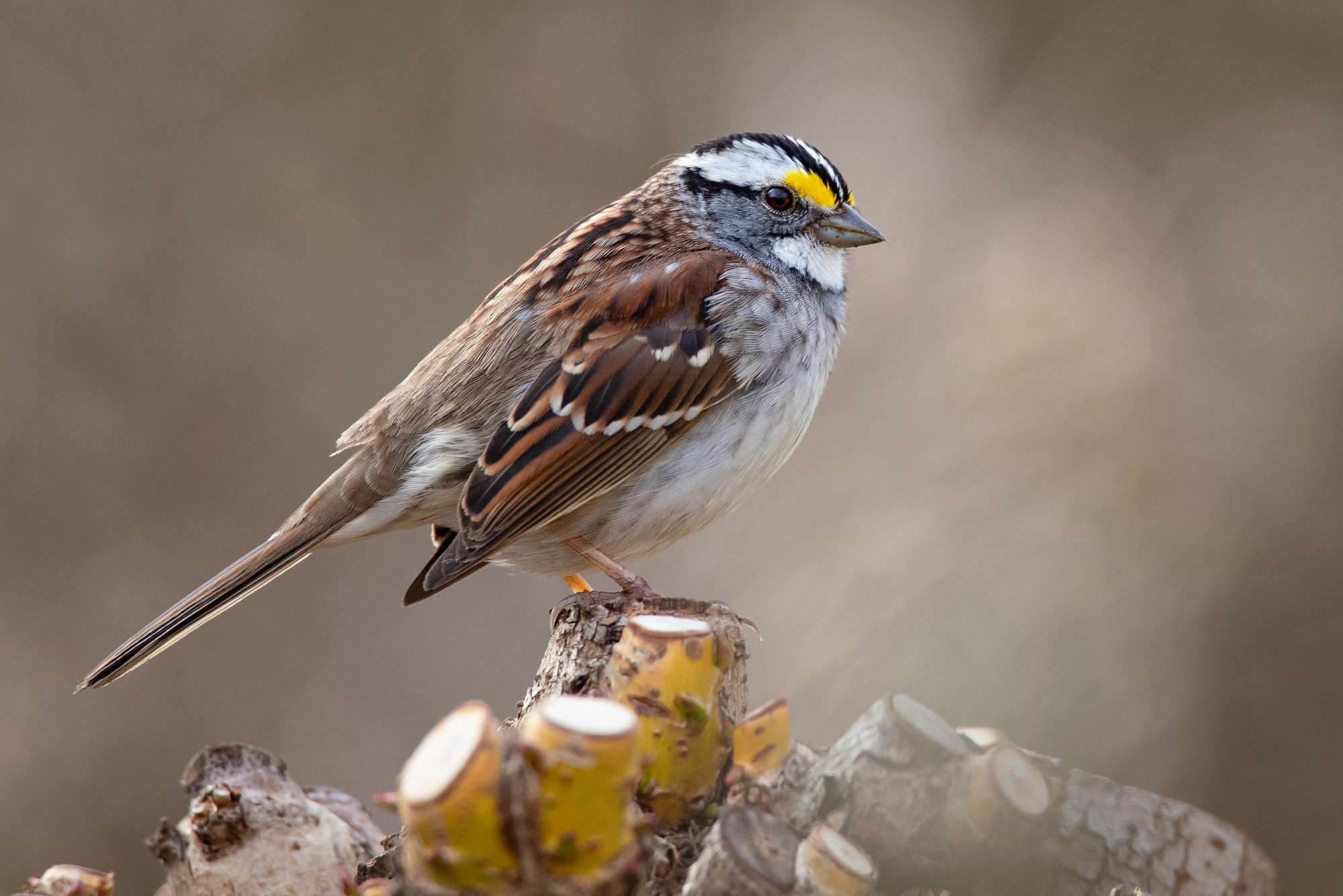 Details : White-throated Sparrow - BirdGuides