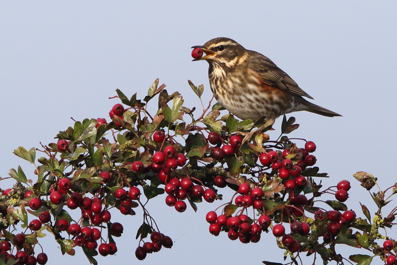 Redwing by Ged Gill - BirdGuides