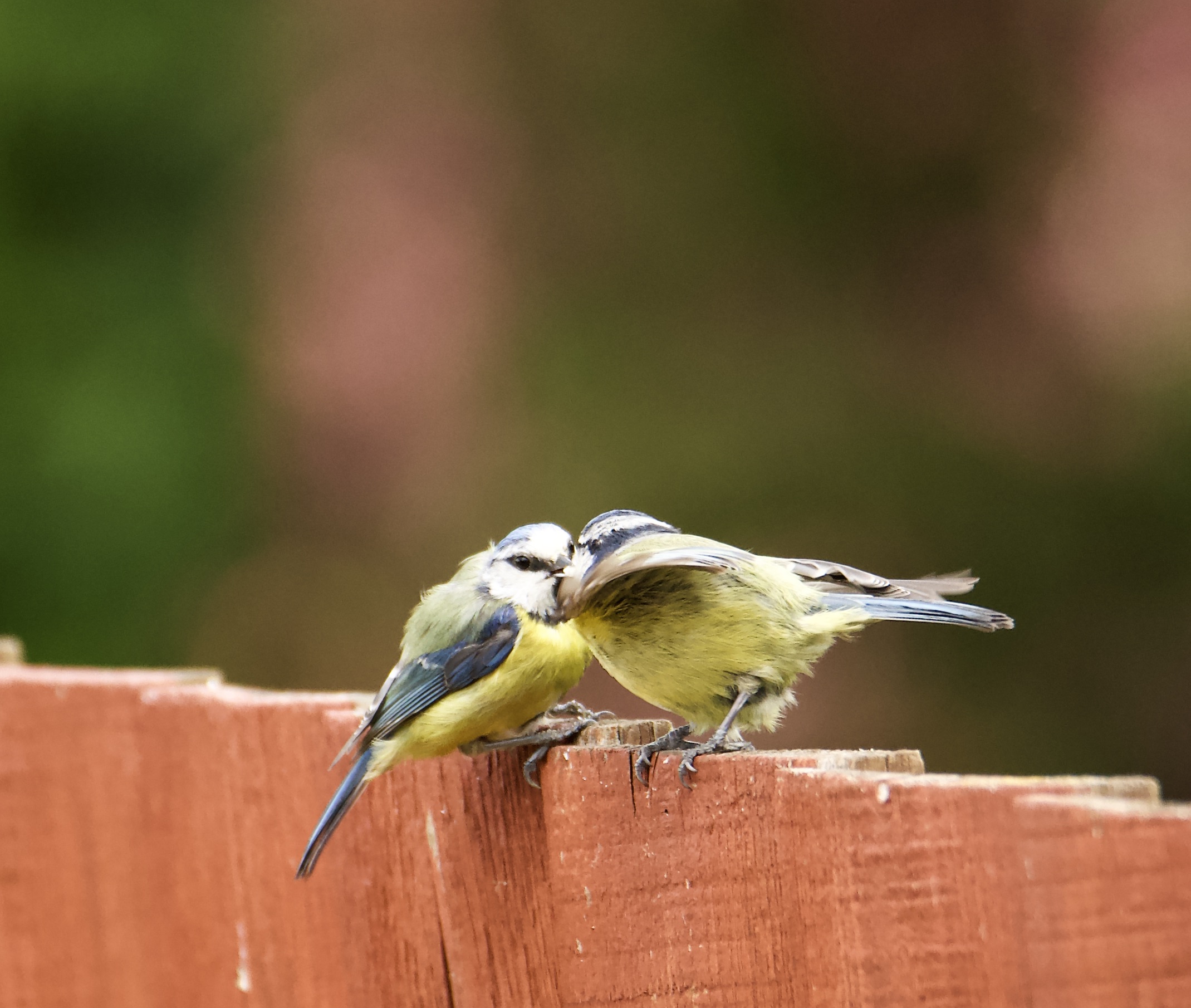 Combs Birdwatching Site - BirdGuides
