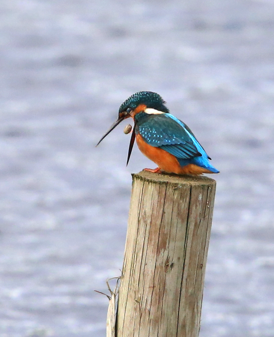 Details : Common Kingfisher - BirdGuides