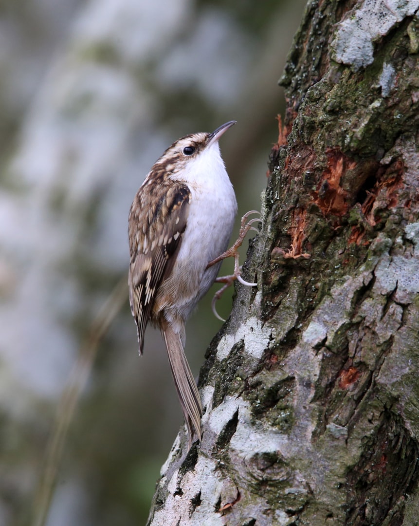 Eurasian Treecreeper by Mary Wilde - BirdGuides