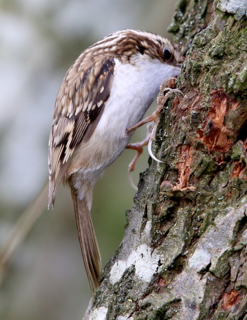 Eurasian Treecreeper by Mary Wilde - BirdGuides