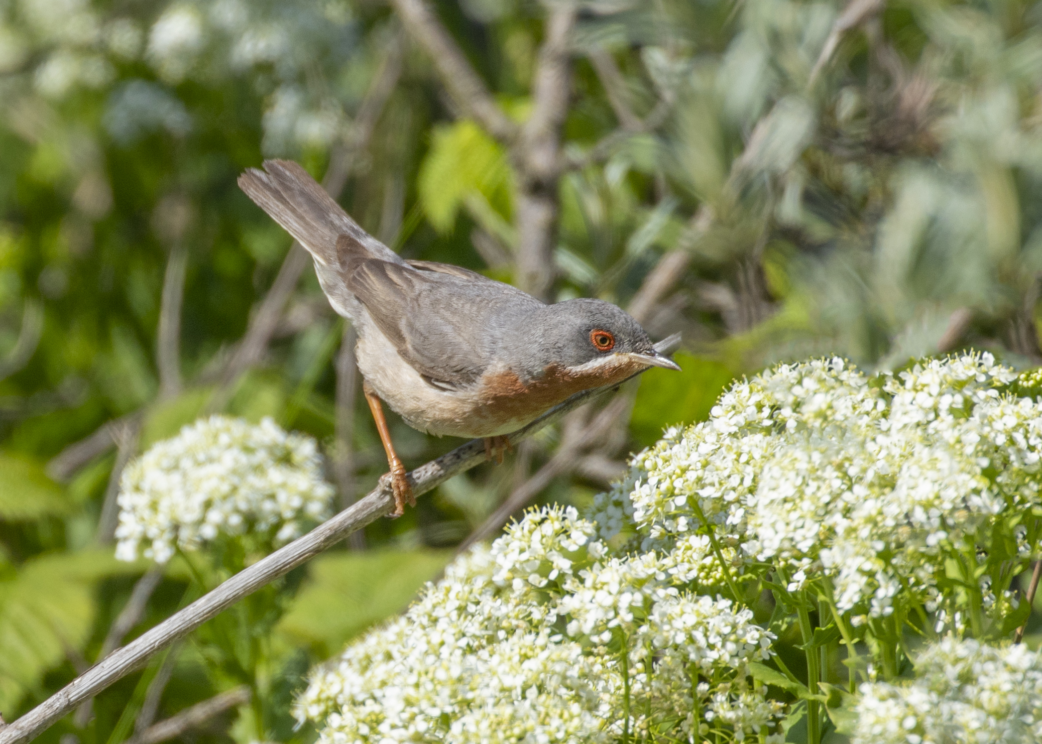 Details : Eastern Subalpine Warbler - BirdGuides