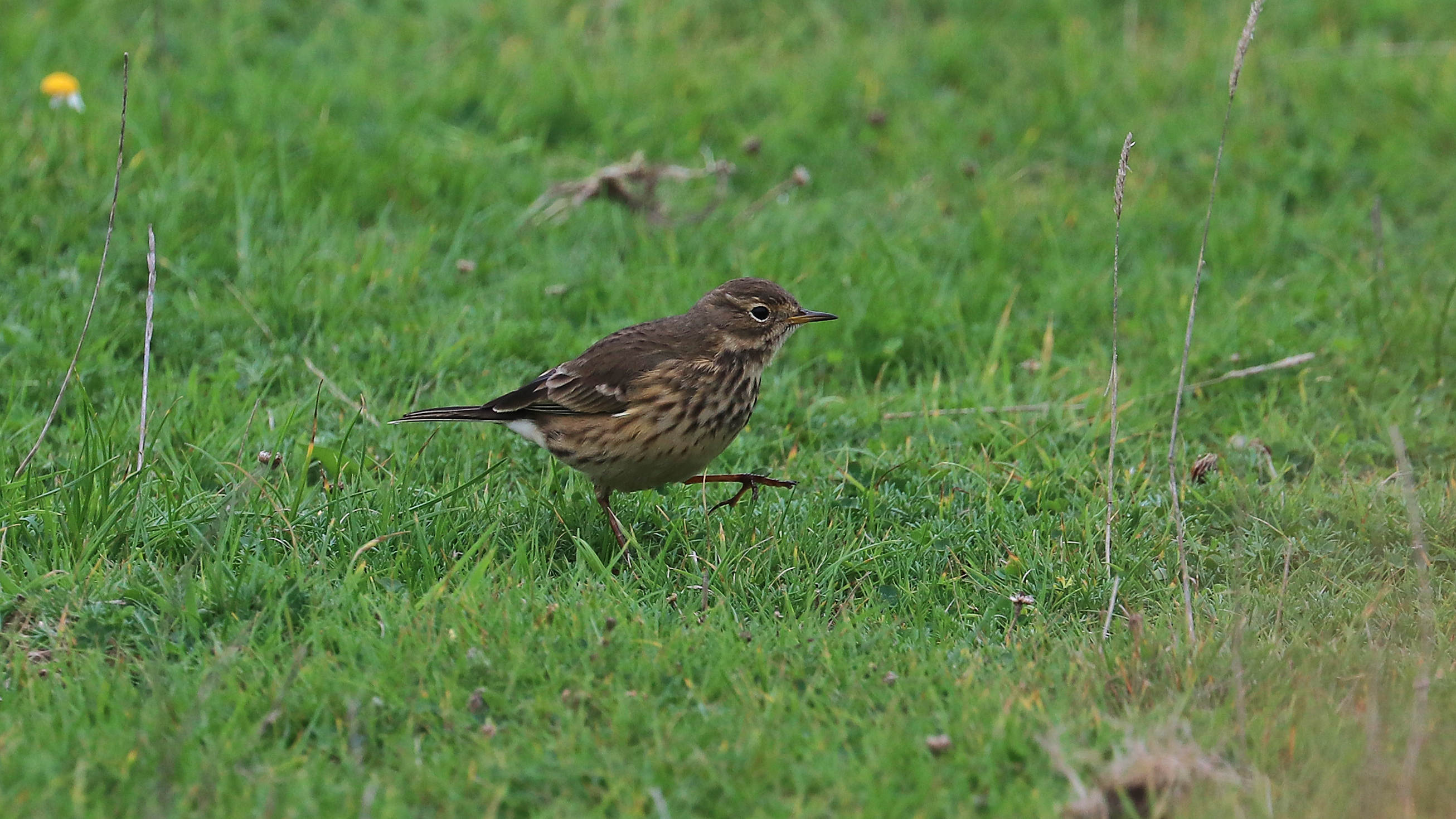 American Pipit by Rik Addison - BirdGuides