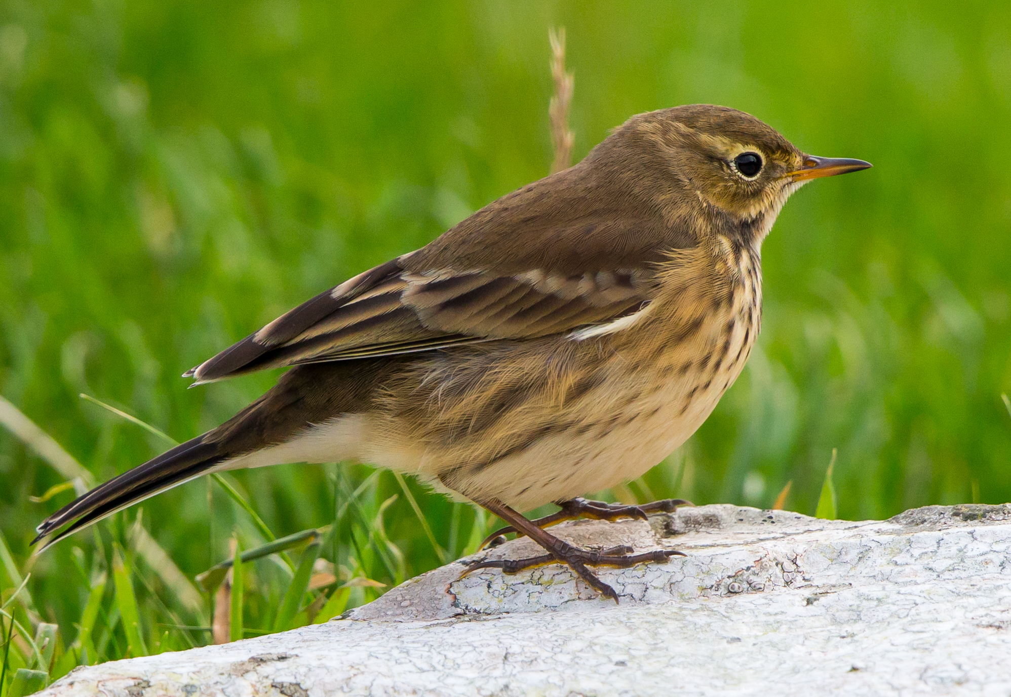 Details : American Buff-bellied Pipit - BirdGuides