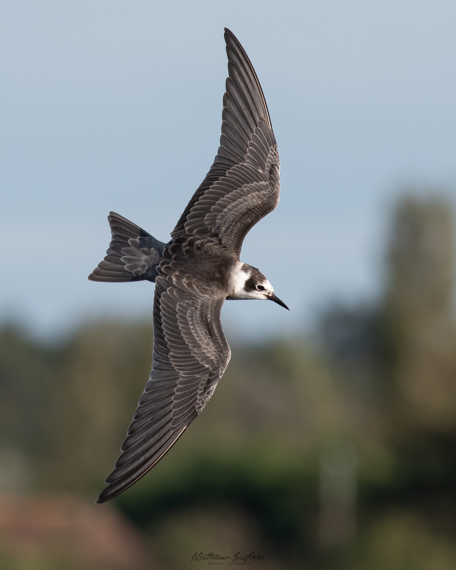 Details : American Black Tern - BirdGuides