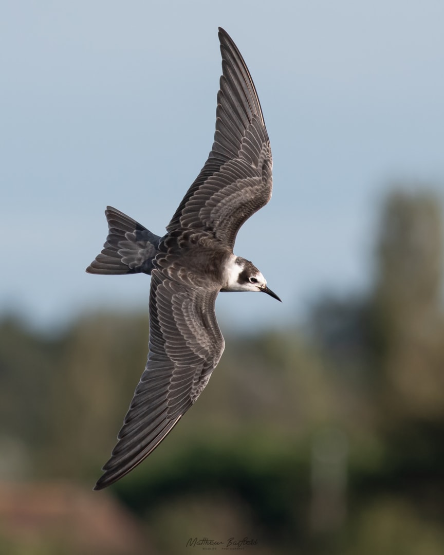 American Black Tern by Matthew Barfield - BirdGuides