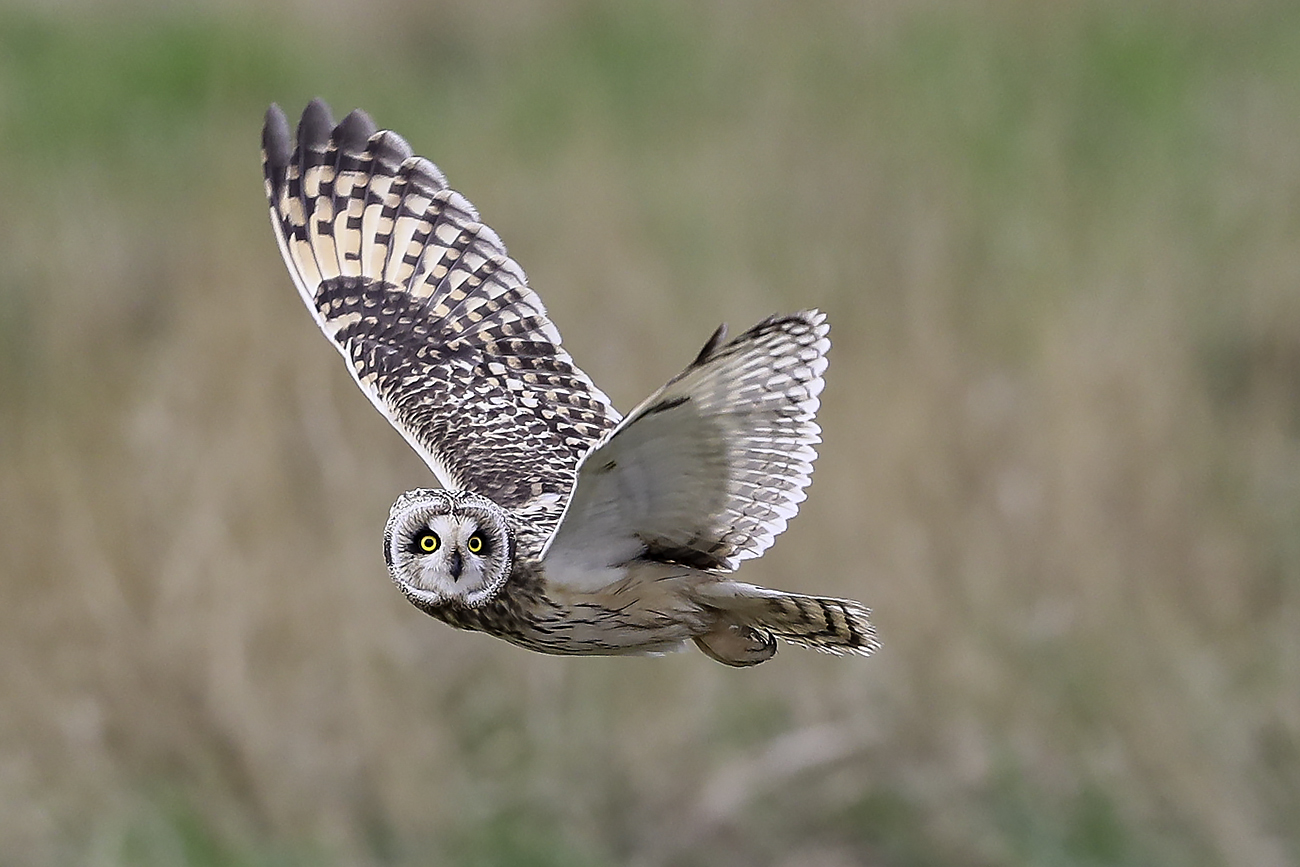 Scottish Short-eared Owl tours three countries in two years - BirdGuides