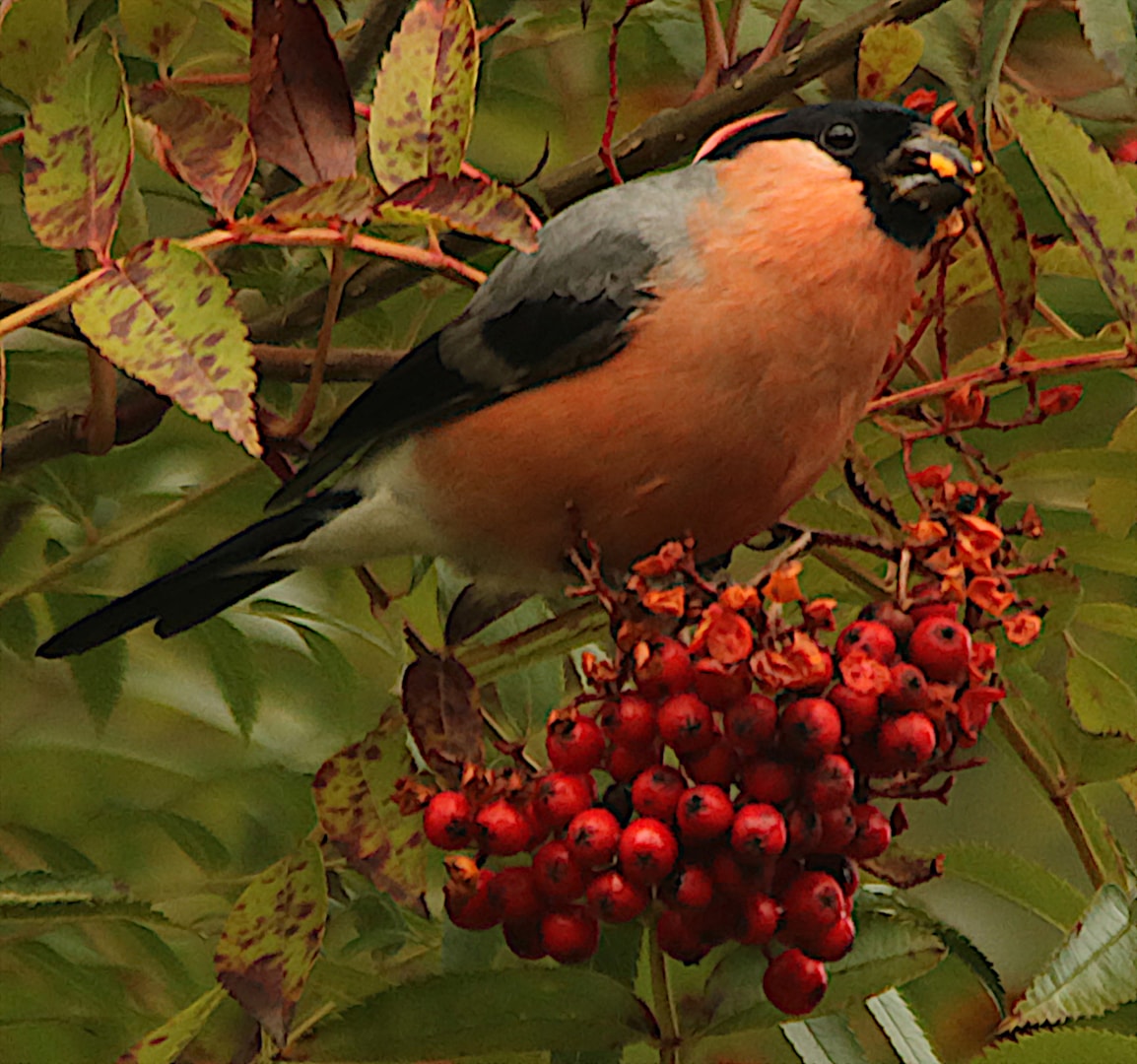Eurasian Bullfinch by David A Johnston - BirdGuides