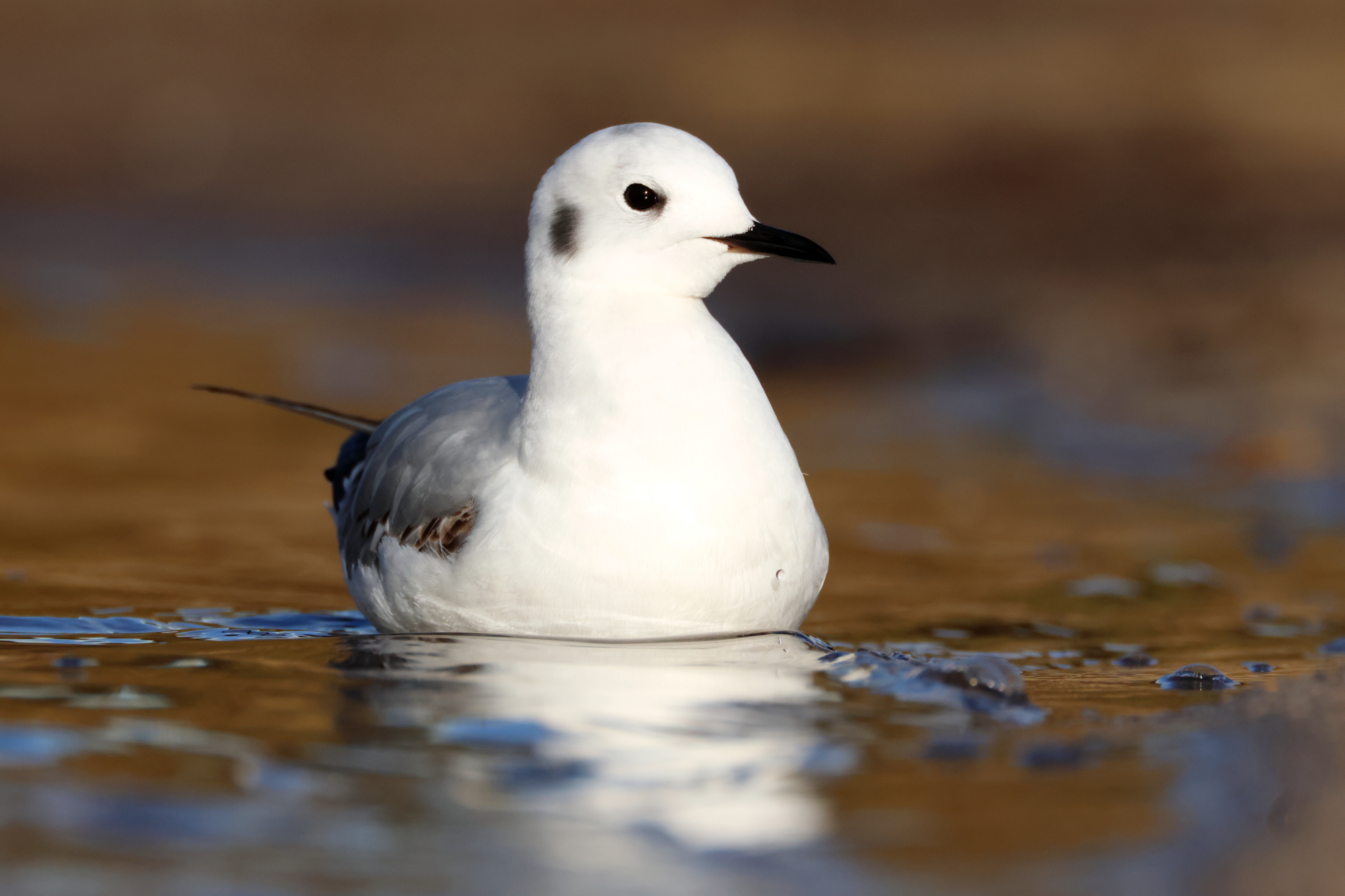 Bonaparte's Gull by Andrew Jordan - BirdGuides
