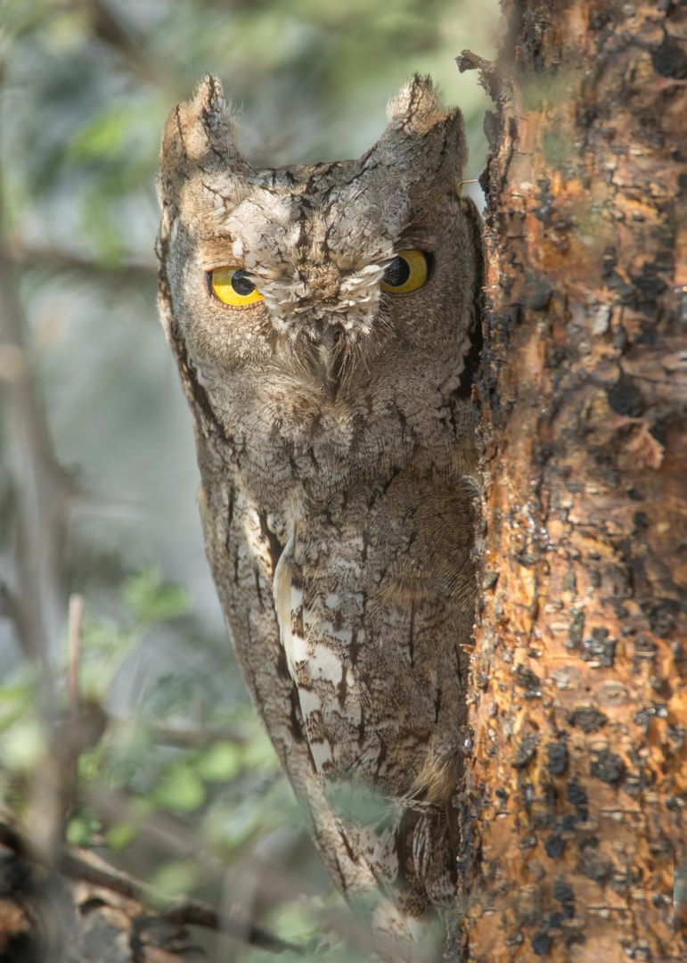 Eurasian Scops Owl by Gavin Farnell - BirdGuides
