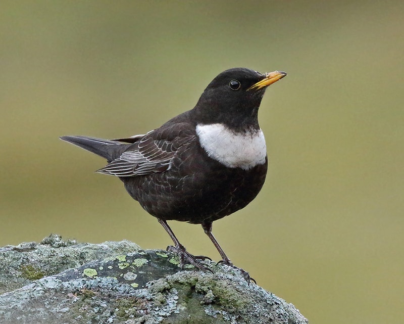 Ring Ouzel by Bob Garrett - BirdGuides