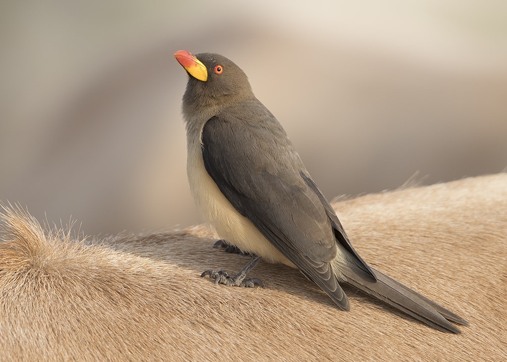 Yellow-billed Oxpecker by Dave Williams - BirdGuides