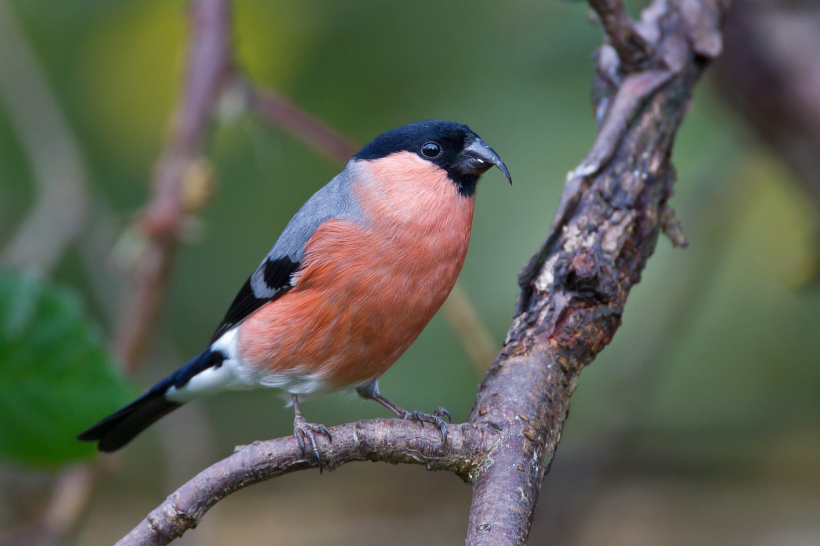 Eurasian Bullfinch by Ivan Ellison - BirdGuides