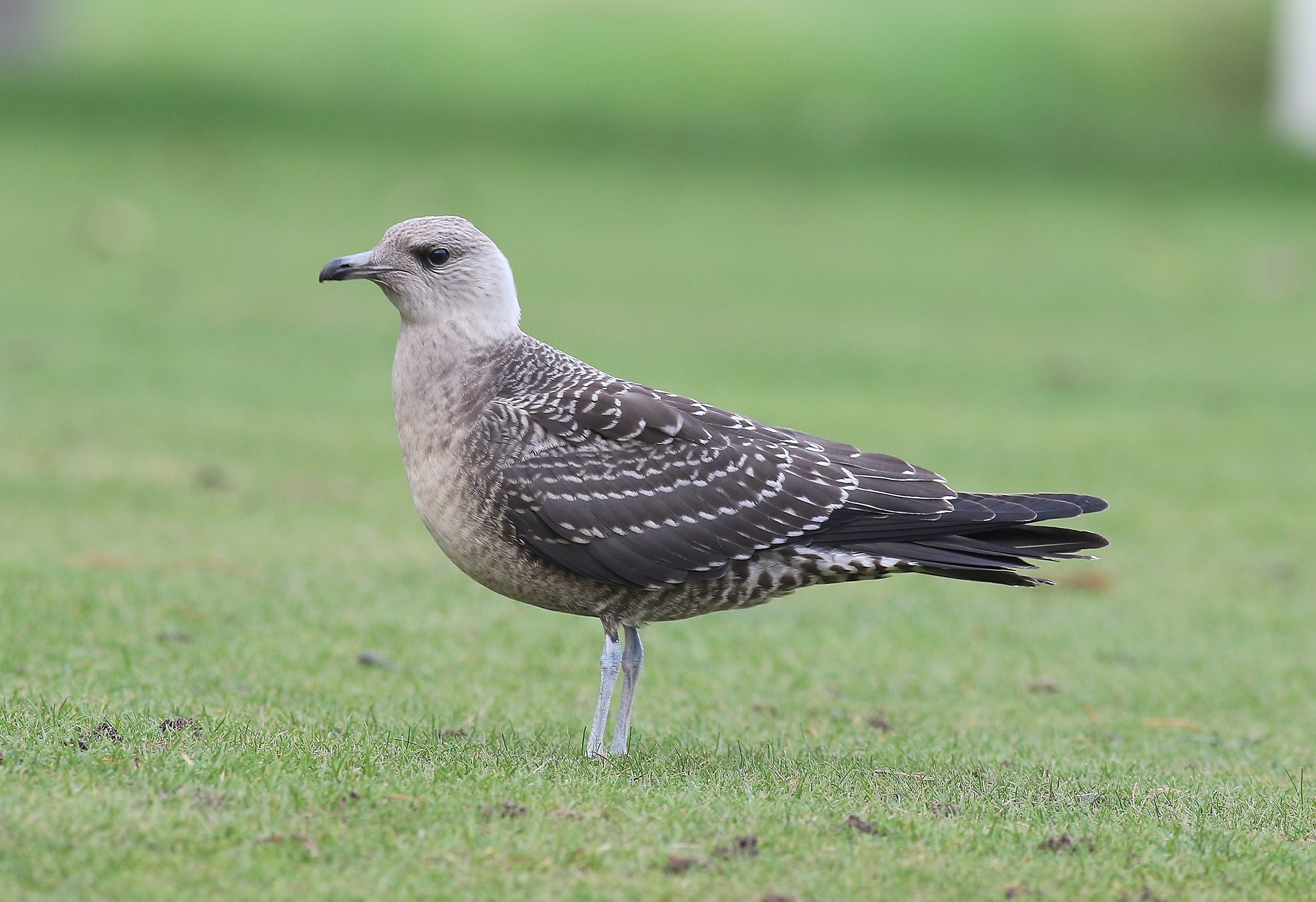 Details : Long-tailed Skua - BirdGuides
