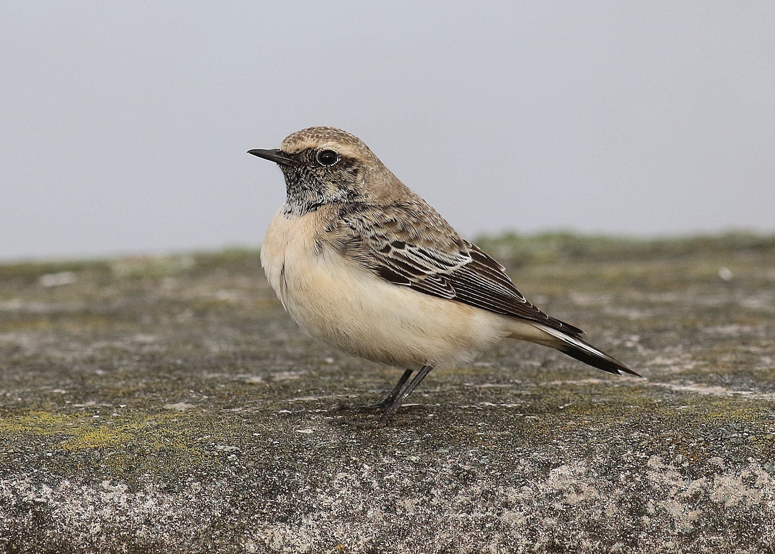Details : Pied Wheatear - BirdGuides