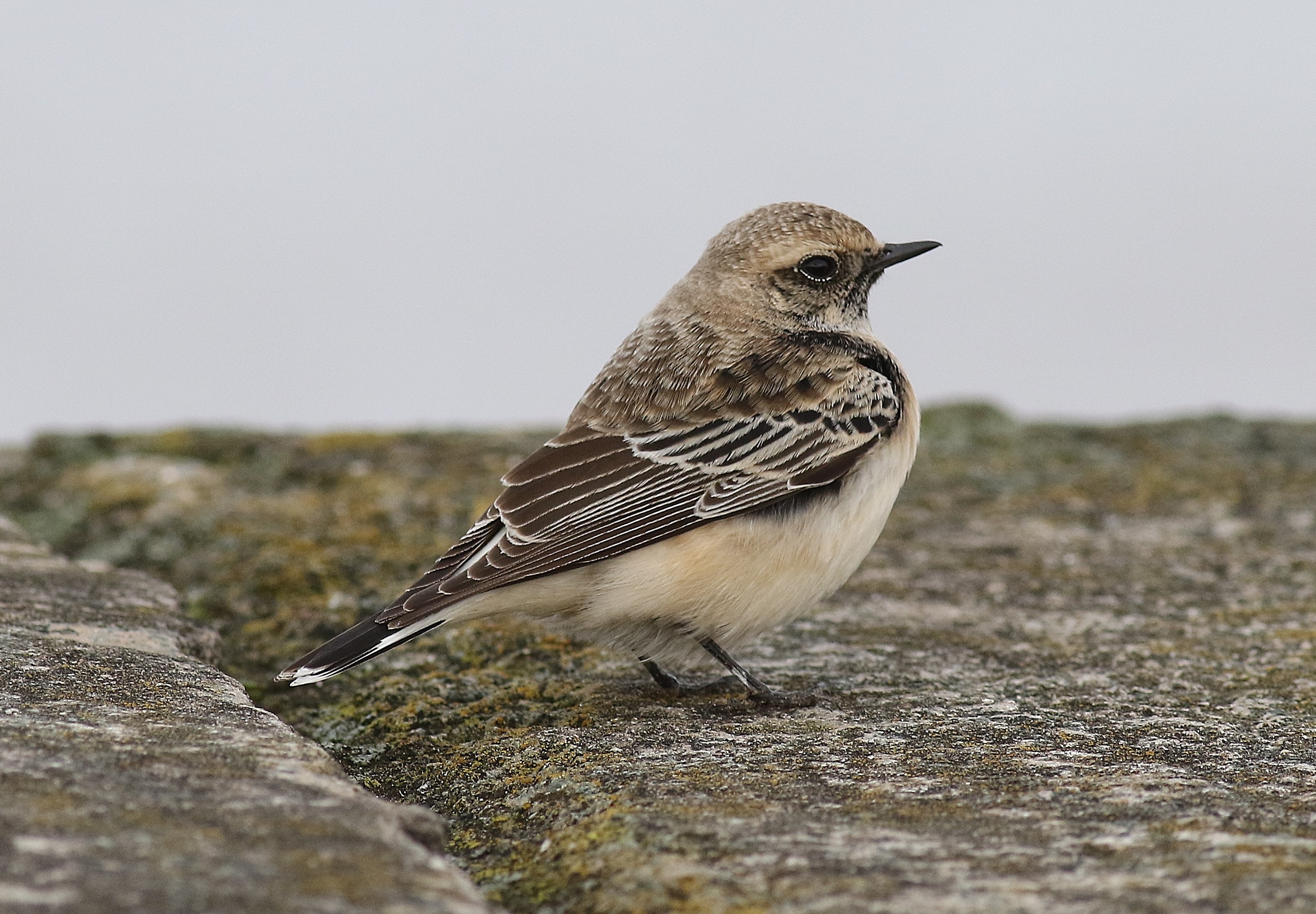 Details : Pied Wheatear - BirdGuides