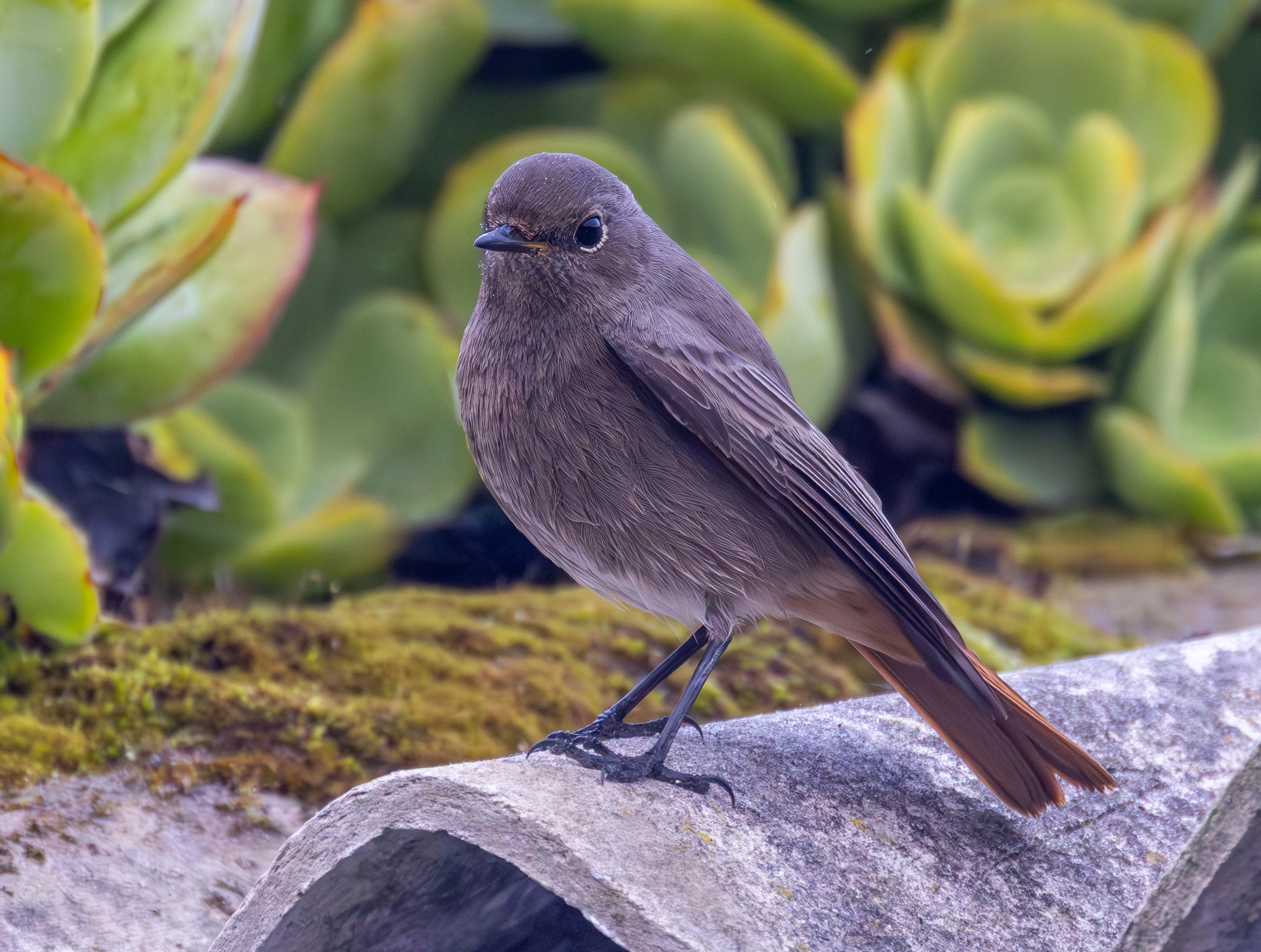 Black Redstart by Peter Garrity - BirdGuides