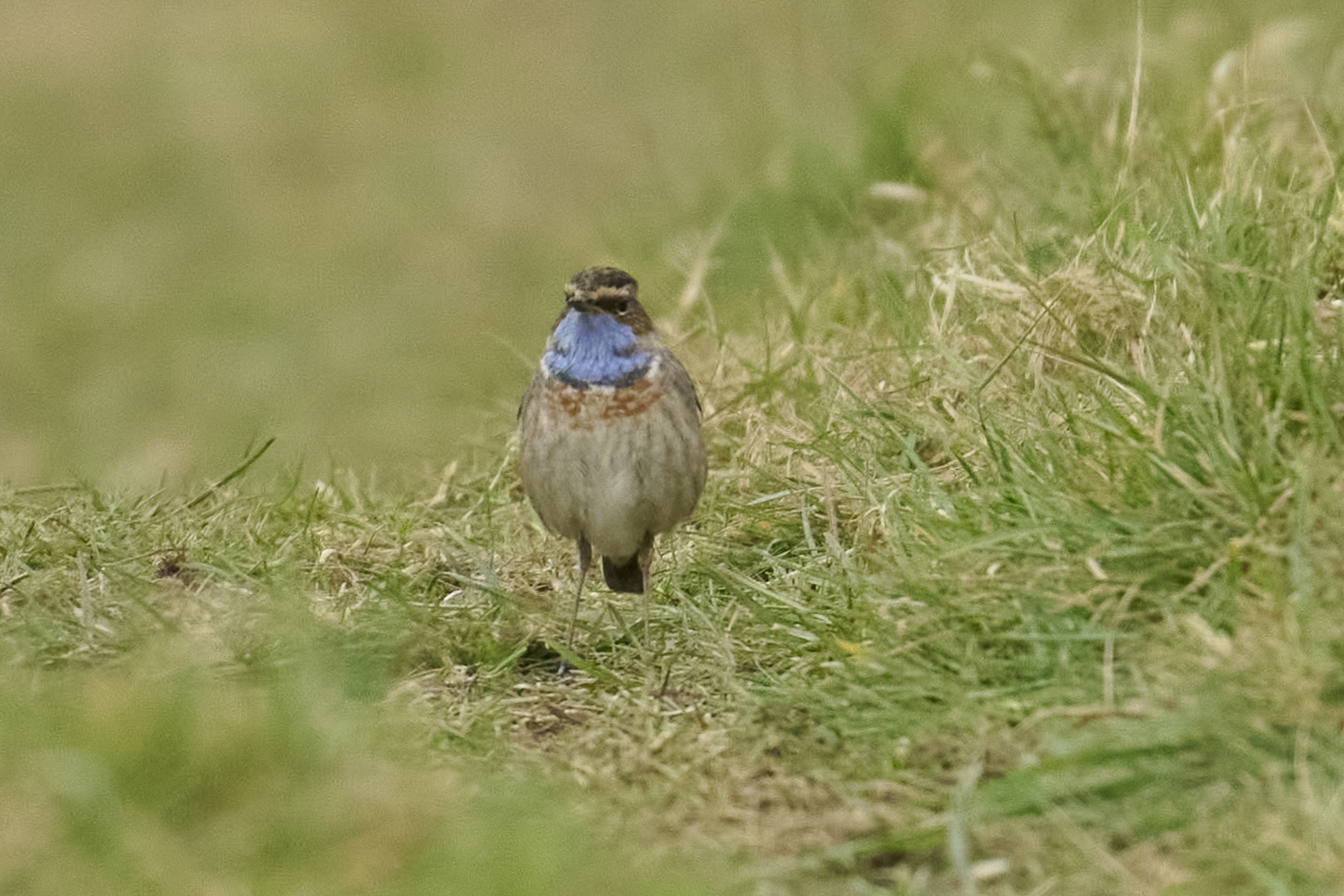 White-spotted Bluethroat by Roger Hackney - BirdGuides