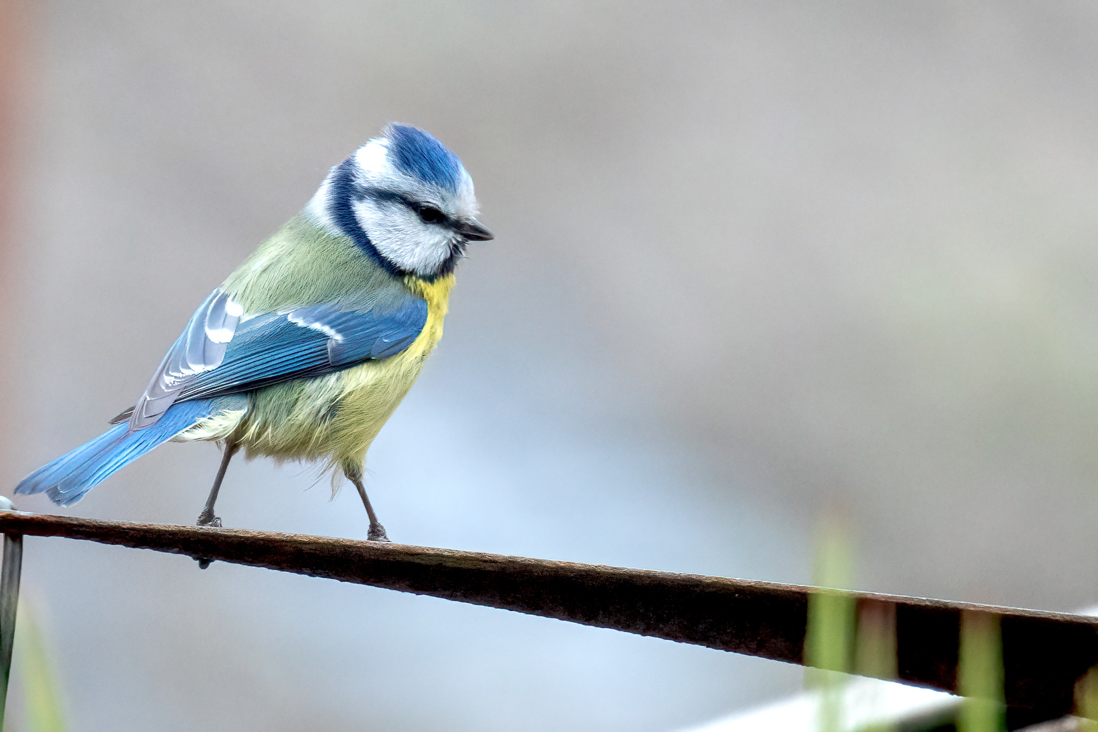 Derby nature reserve backed by charity partnership - BirdGuides
