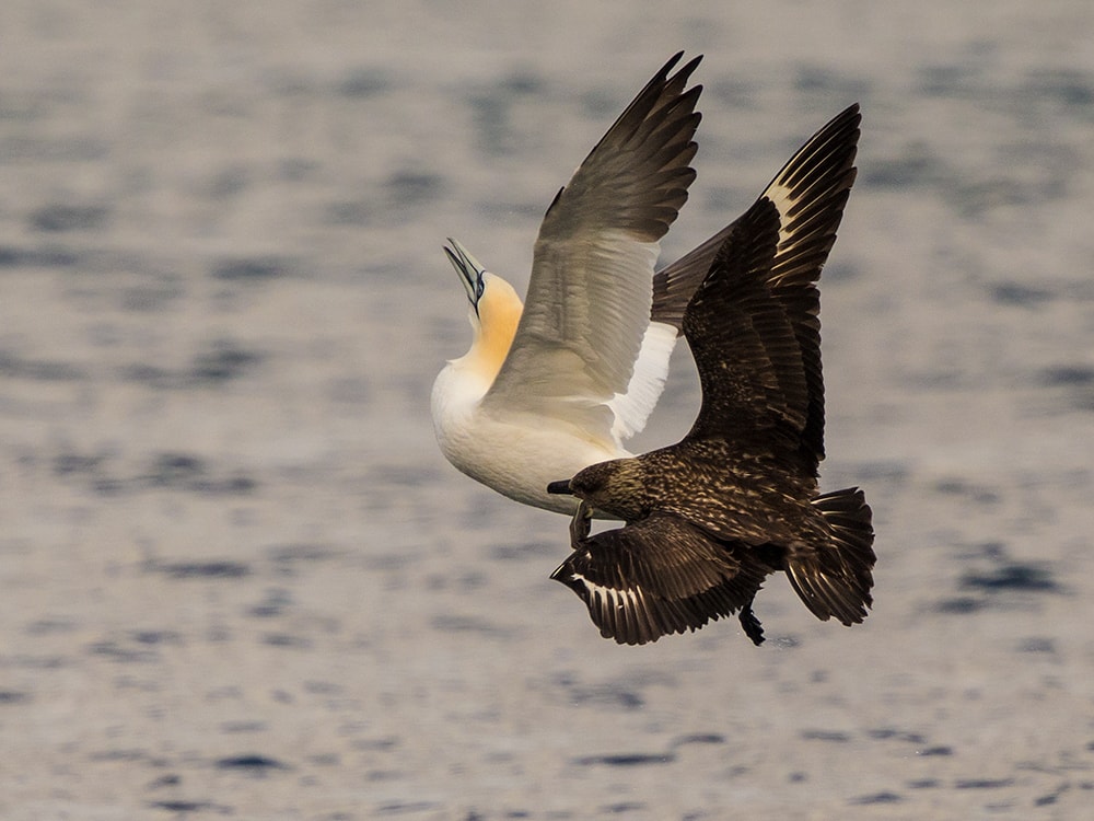 Great Skua by Will Bowell - BirdGuides