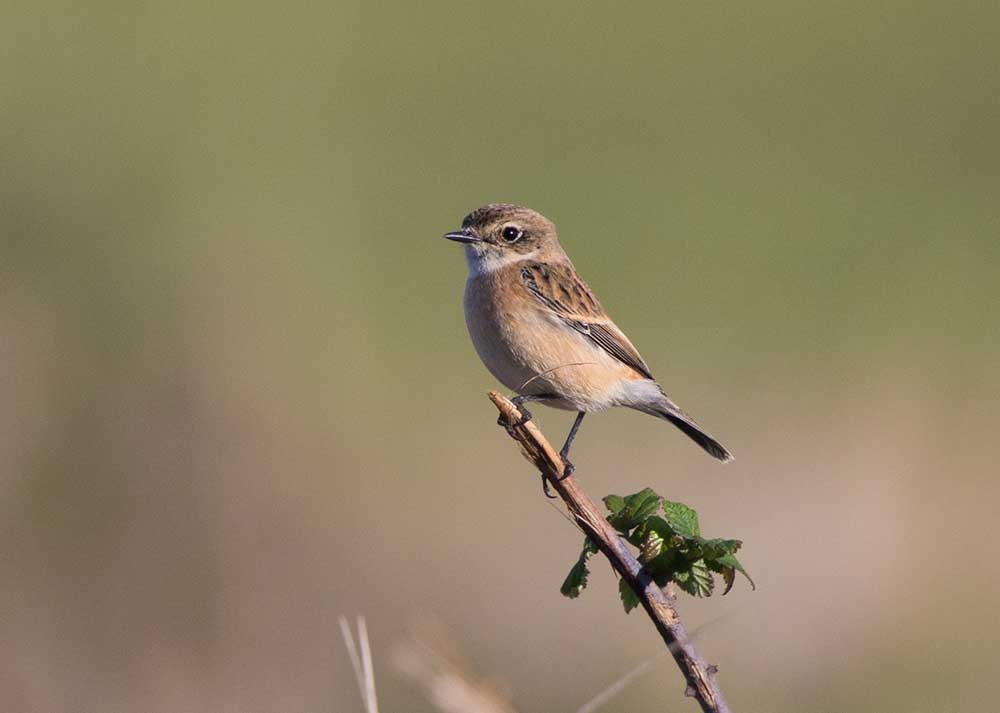 Stejneger's Stonechat by Will Bowell - BirdGuides
