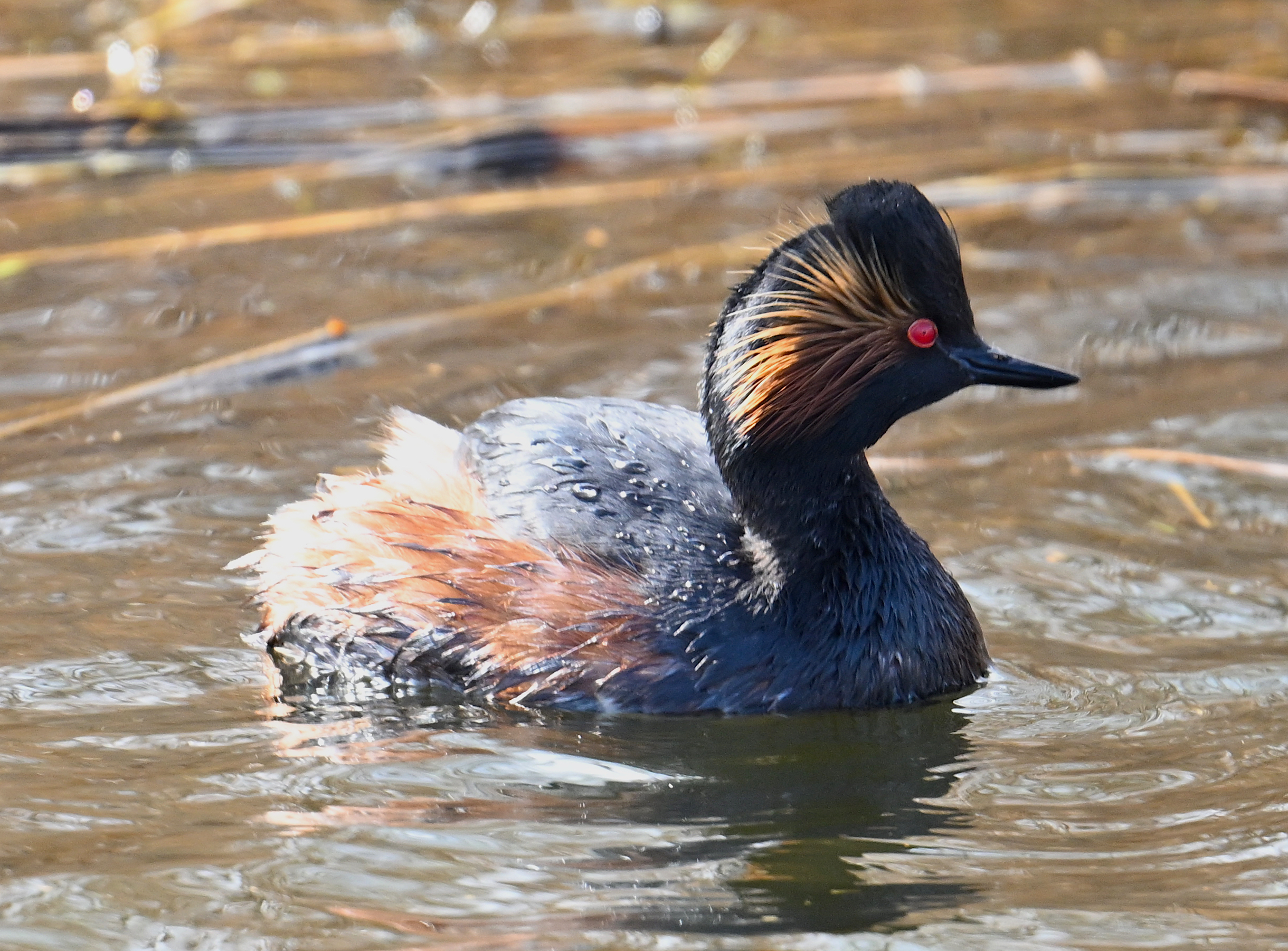 Black-necked Grebe by Roger Hackney - BirdGuides