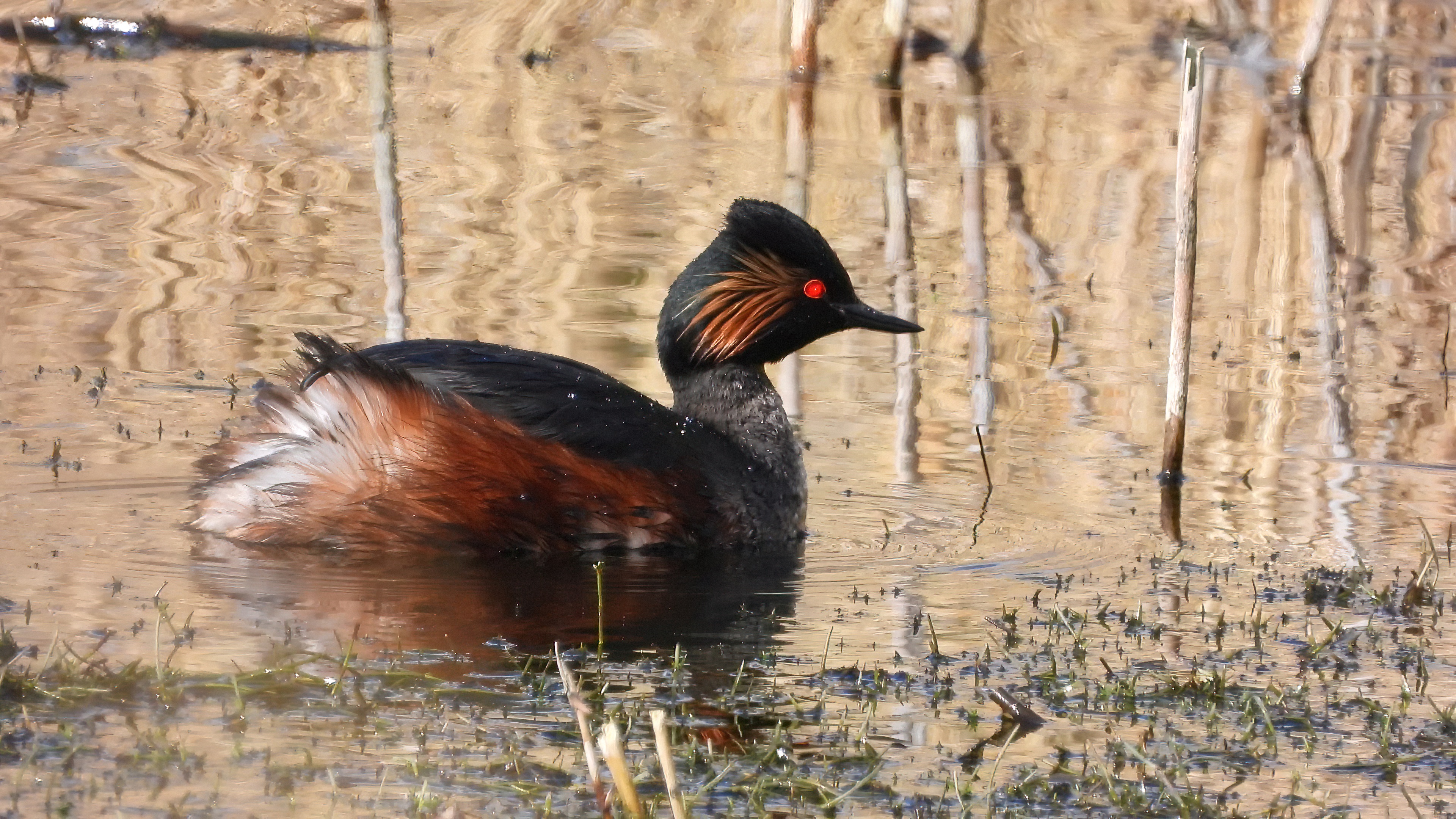 Black-necked Grebe by Stephen Pogson - BirdGuides