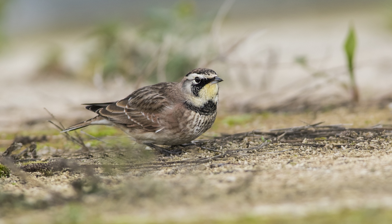 Details : American Horned Lark - BirdGuides