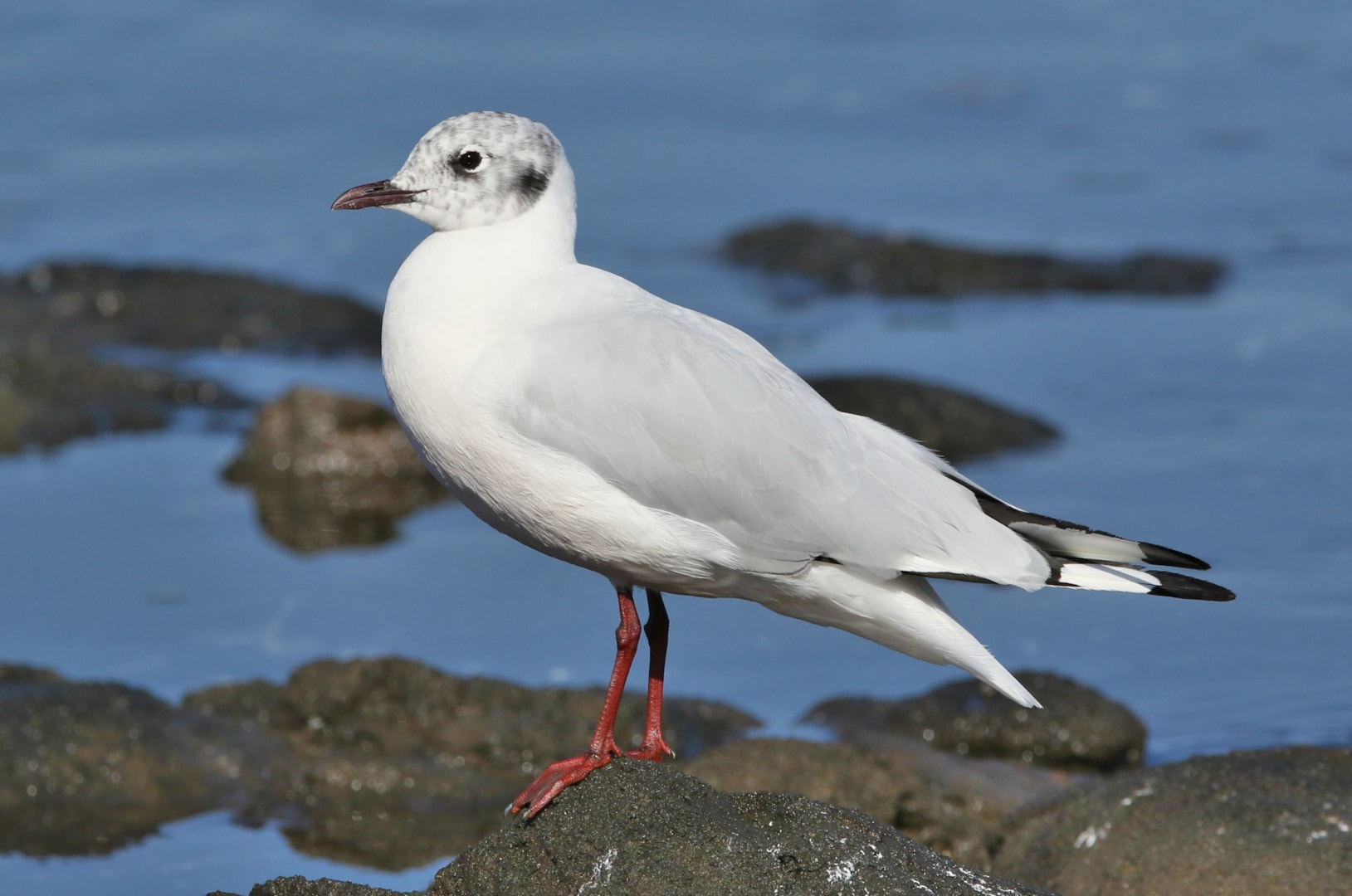 Andean Gull by Richard Bonser - BirdGuides