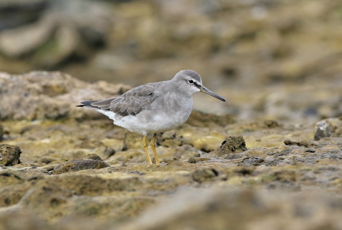 Grey-tailed Tattler by Richard Bonser - BirdGuides