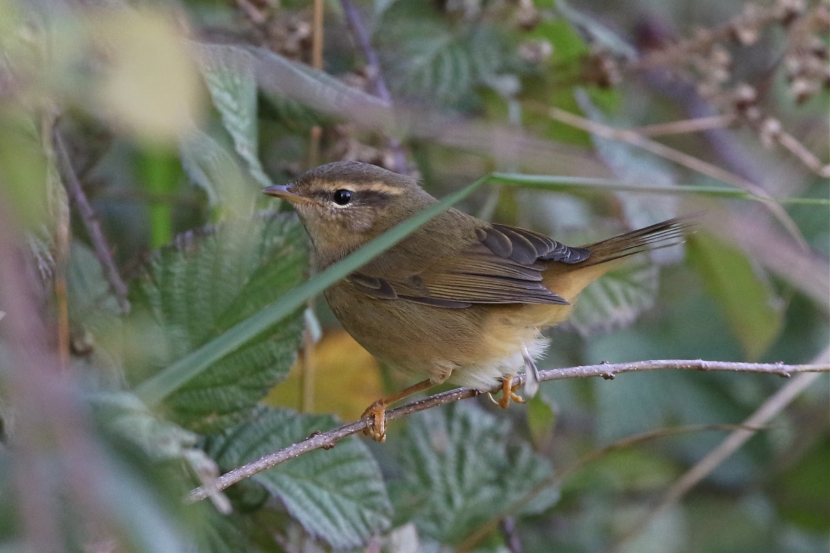 Radde's Warbler by Richard Bonser - BirdGuides