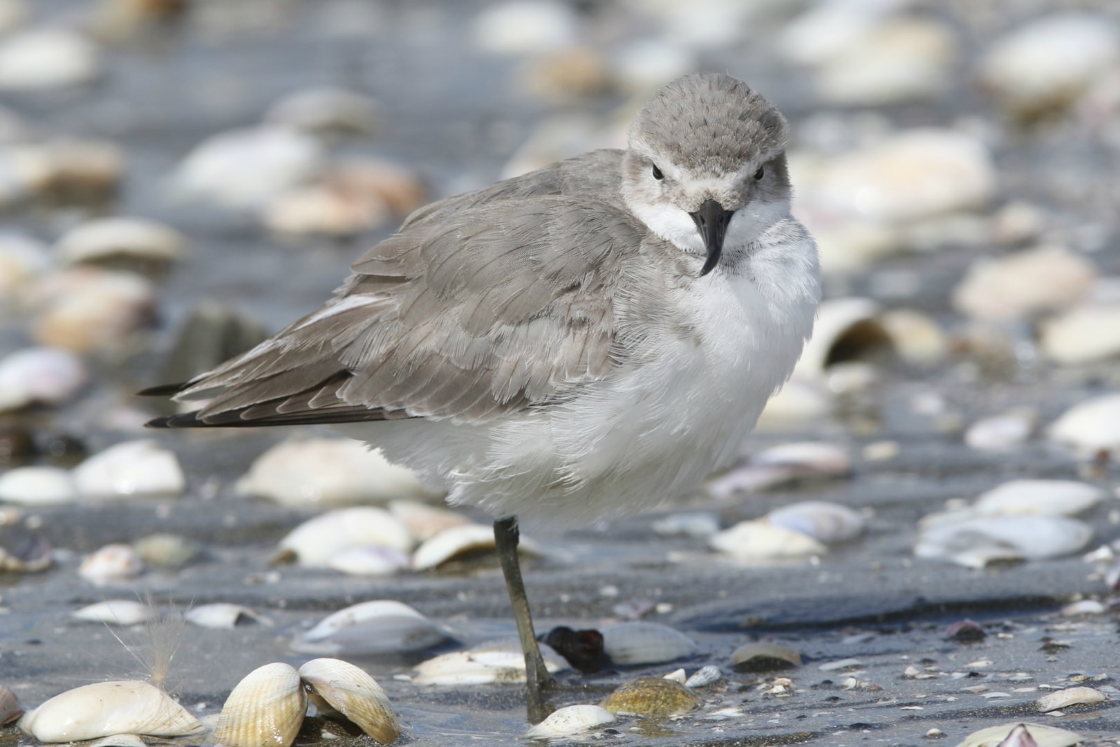 Wrybill by Richard Bonser - BirdGuides