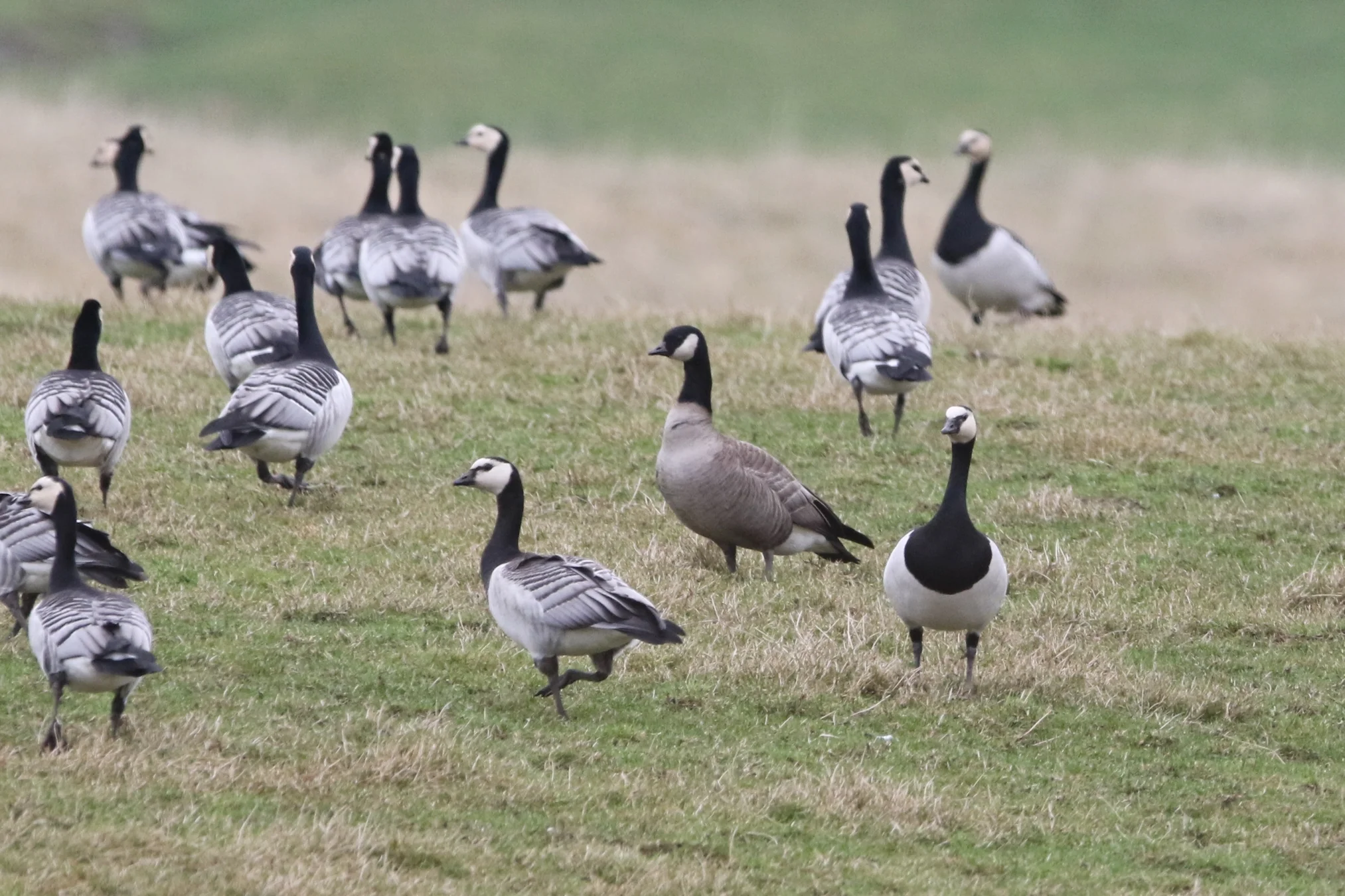 Details : Richardson's Cackling Goose - BirdGuides