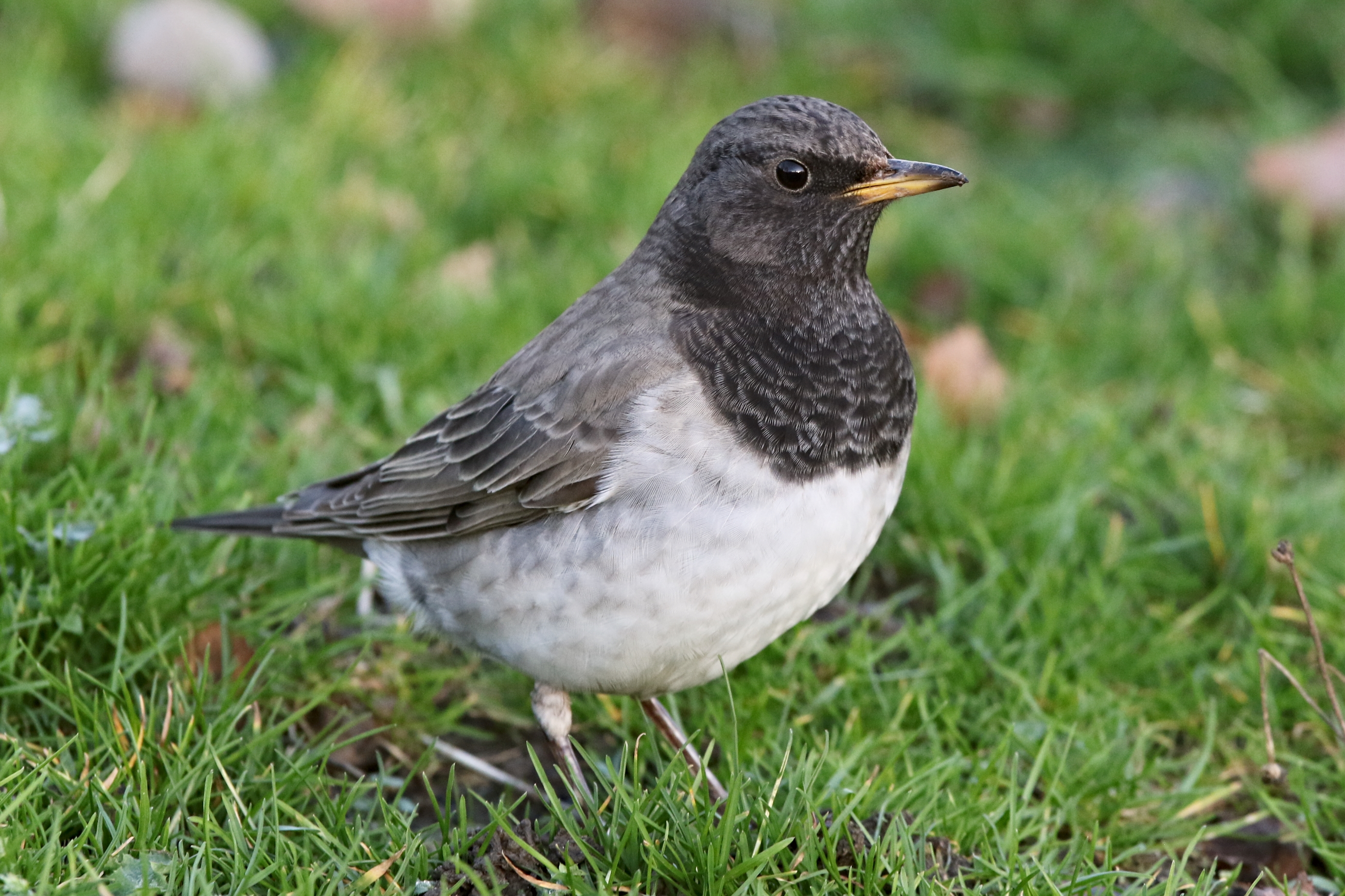Black-throated Thrush by Richard Bonser - BirdGuides