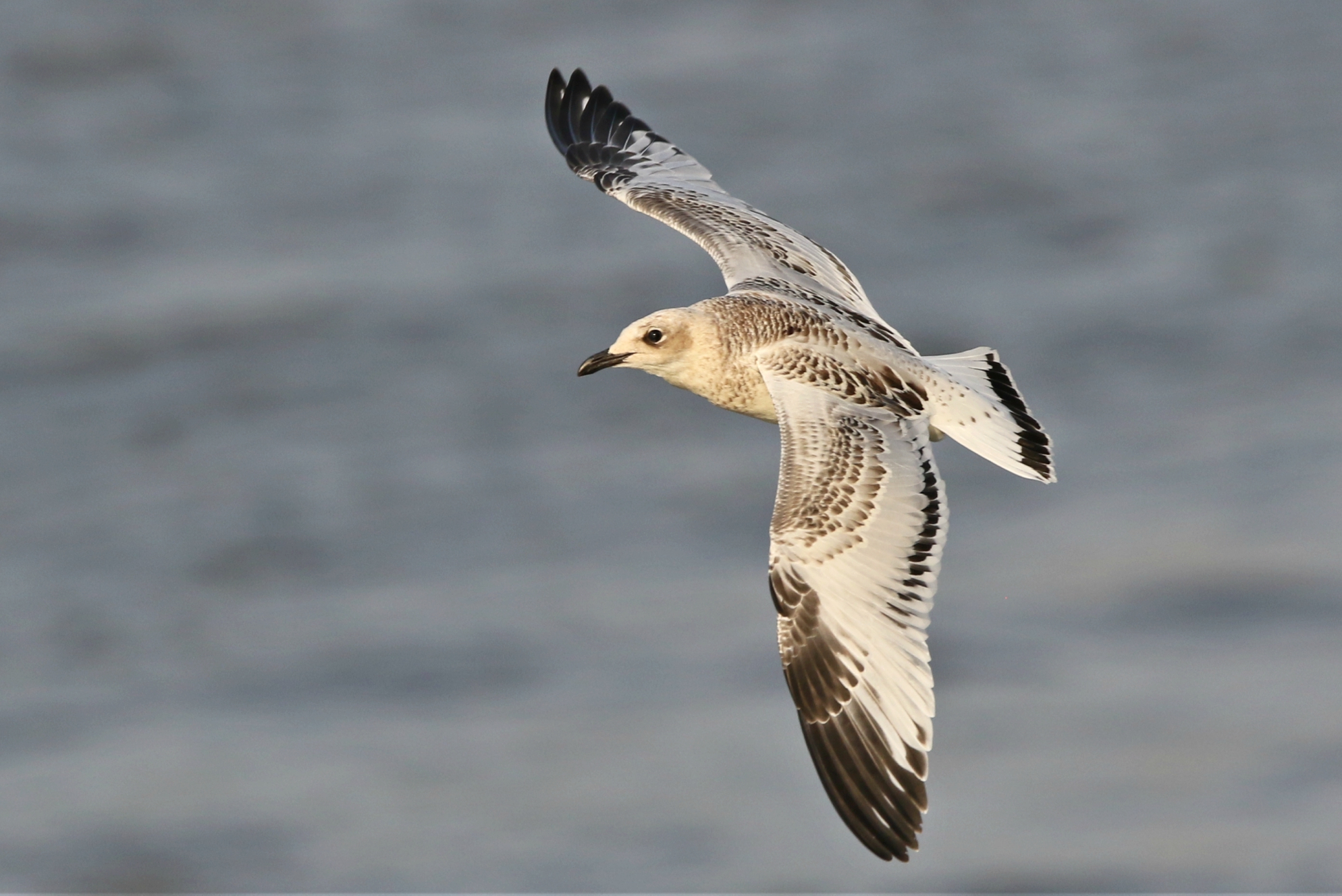 Mediterranean Gull by Richard Bonser - BirdGuides