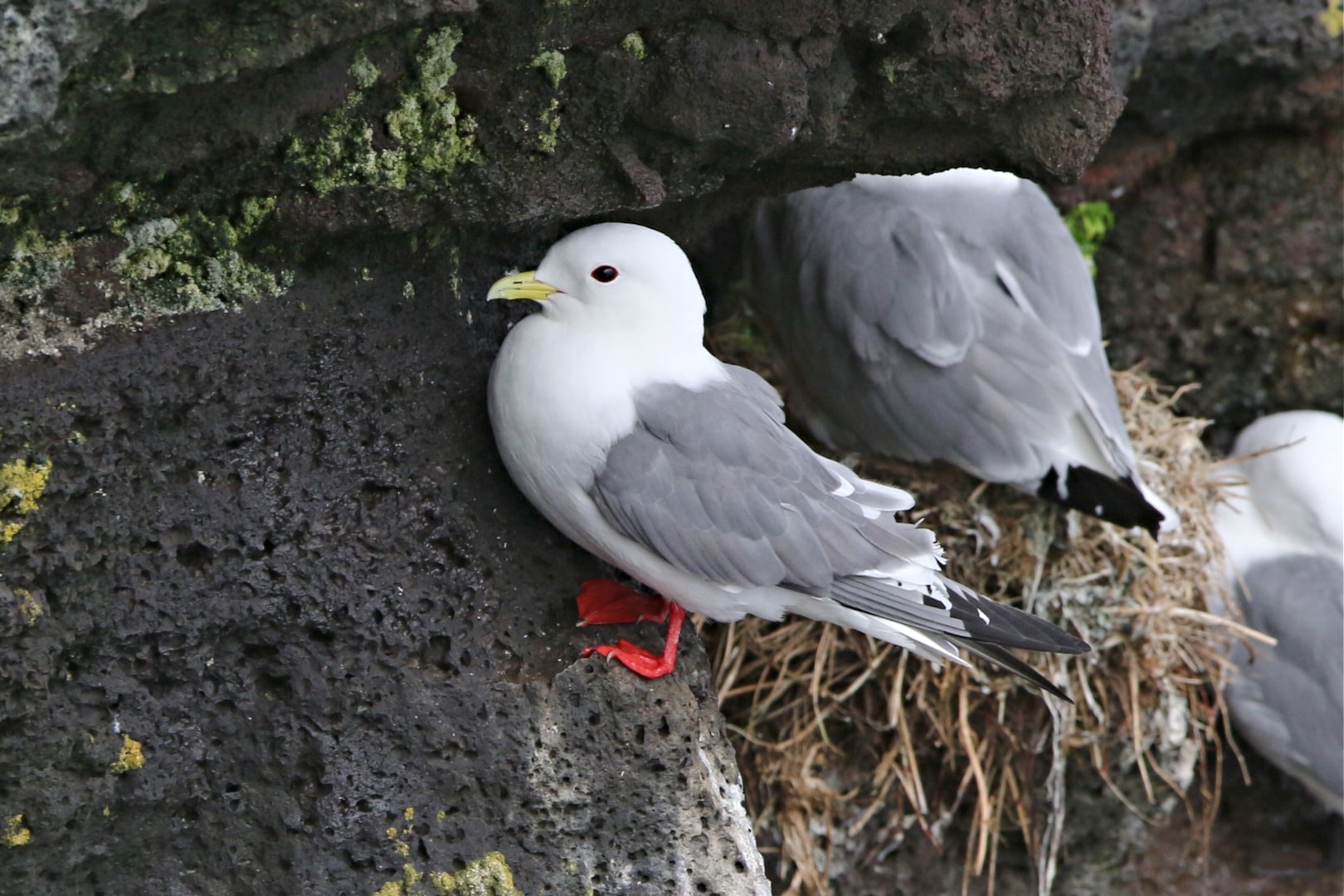 Red-legged Kittiwake by Richard Bonser - BirdGuides