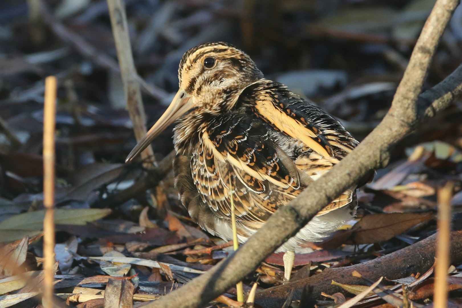 Jack Snipe by Richard Bonser - BirdGuides