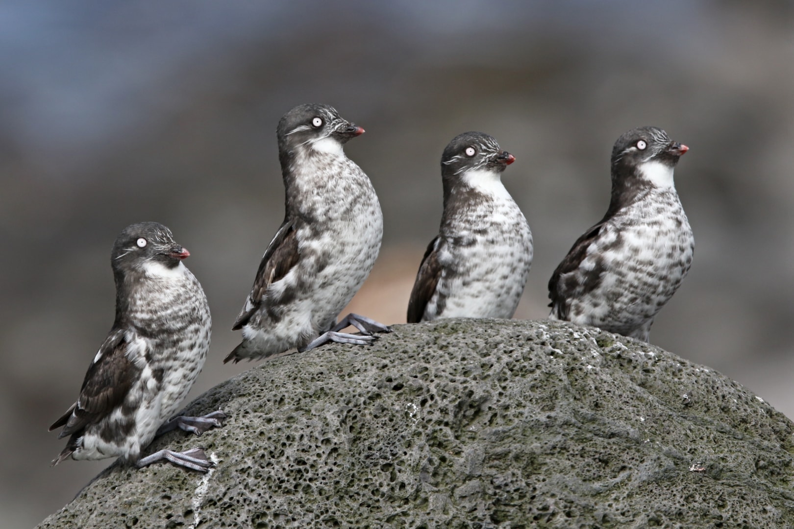 Least Auklet by Richard Bonser - BirdGuides