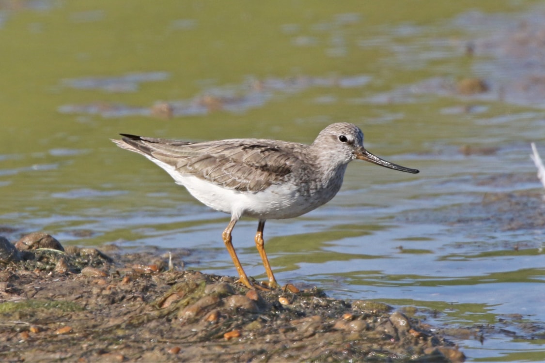 Terek Sandpiper by Richard Bonser - BirdGuides