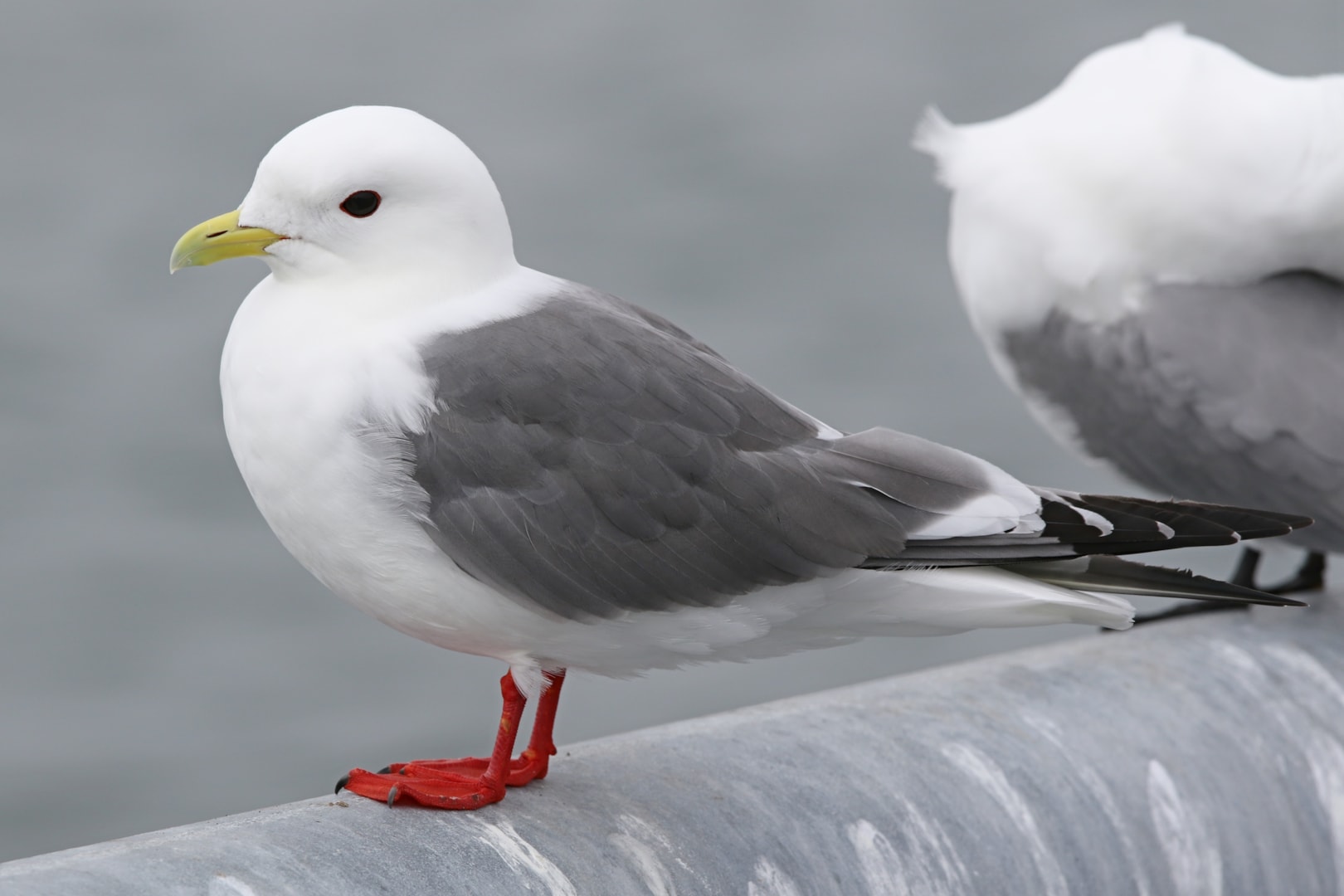 Red-legged Kittiwake by Richard Bonser - BirdGuides