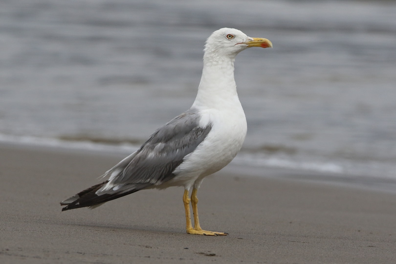 Yellow-legged Gull by Richard Bonser - BirdGuides