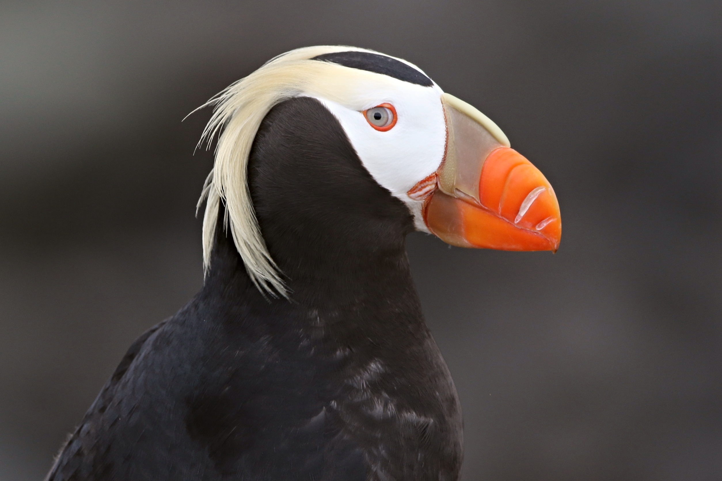 Details : Tufted Puffin - BirdGuides
