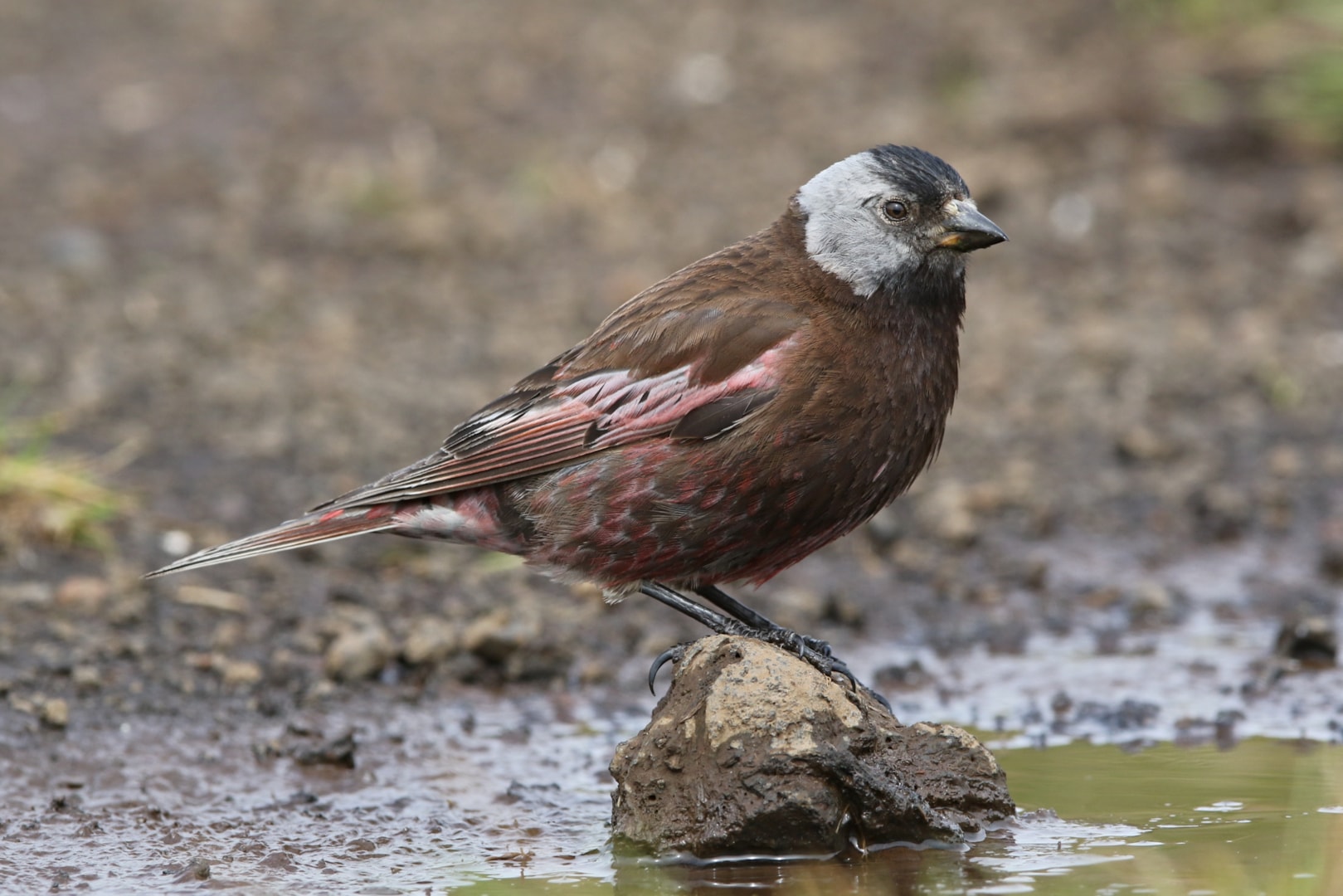 Grey-crowned Rosy Finch by Richard Bonser - BirdGuides