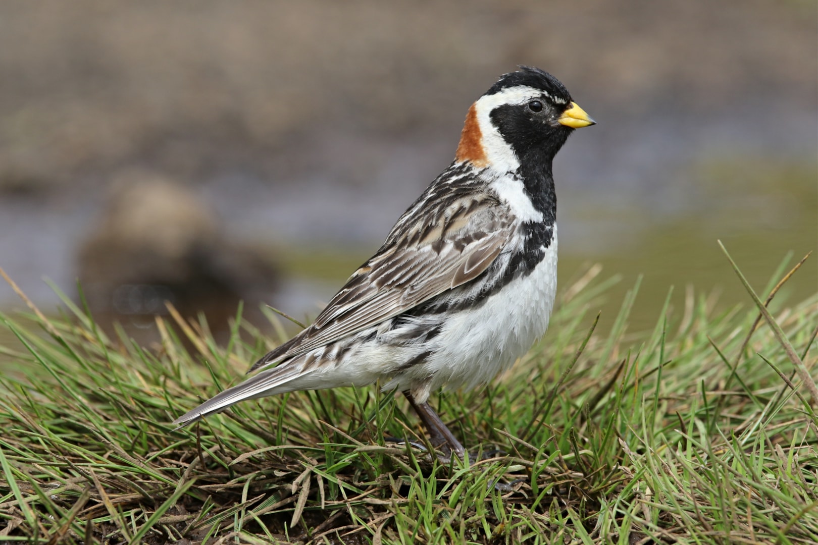 Lapland Bunting by Richard Bonser - BirdGuides