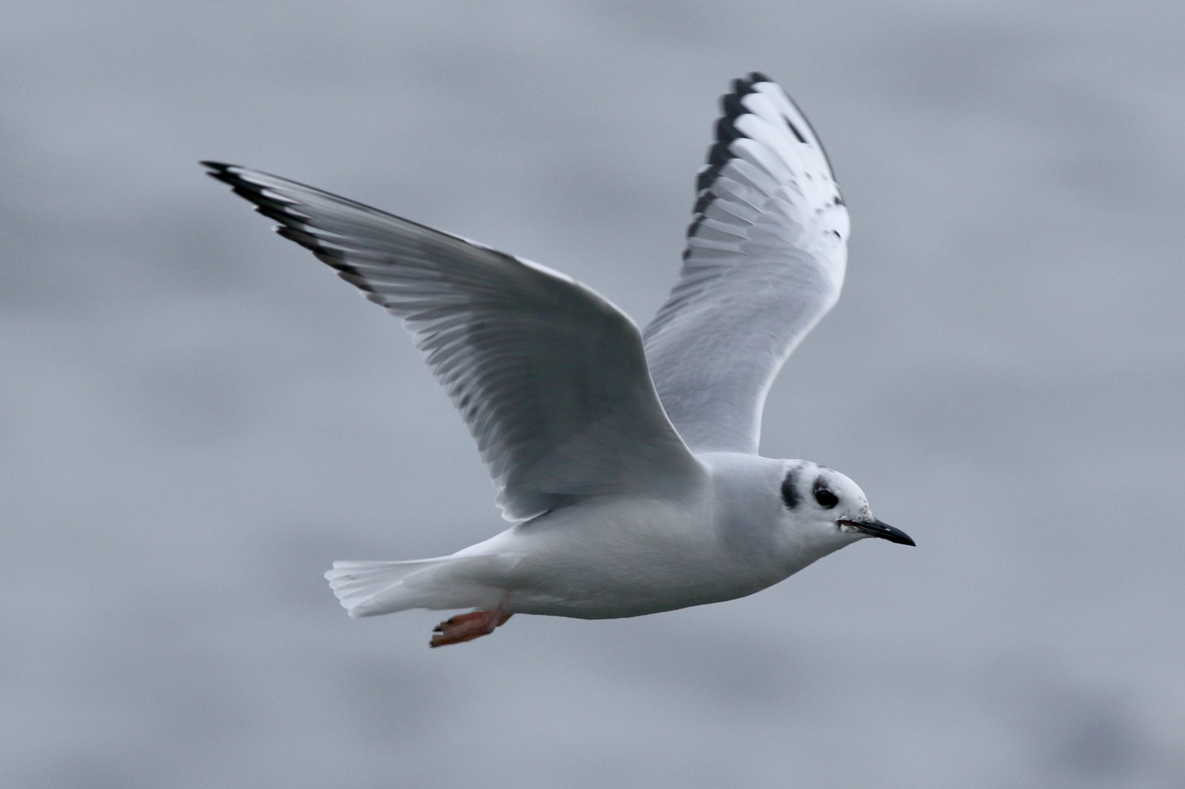 Bonaparte's Gull by Richard Bonser - BirdGuides
