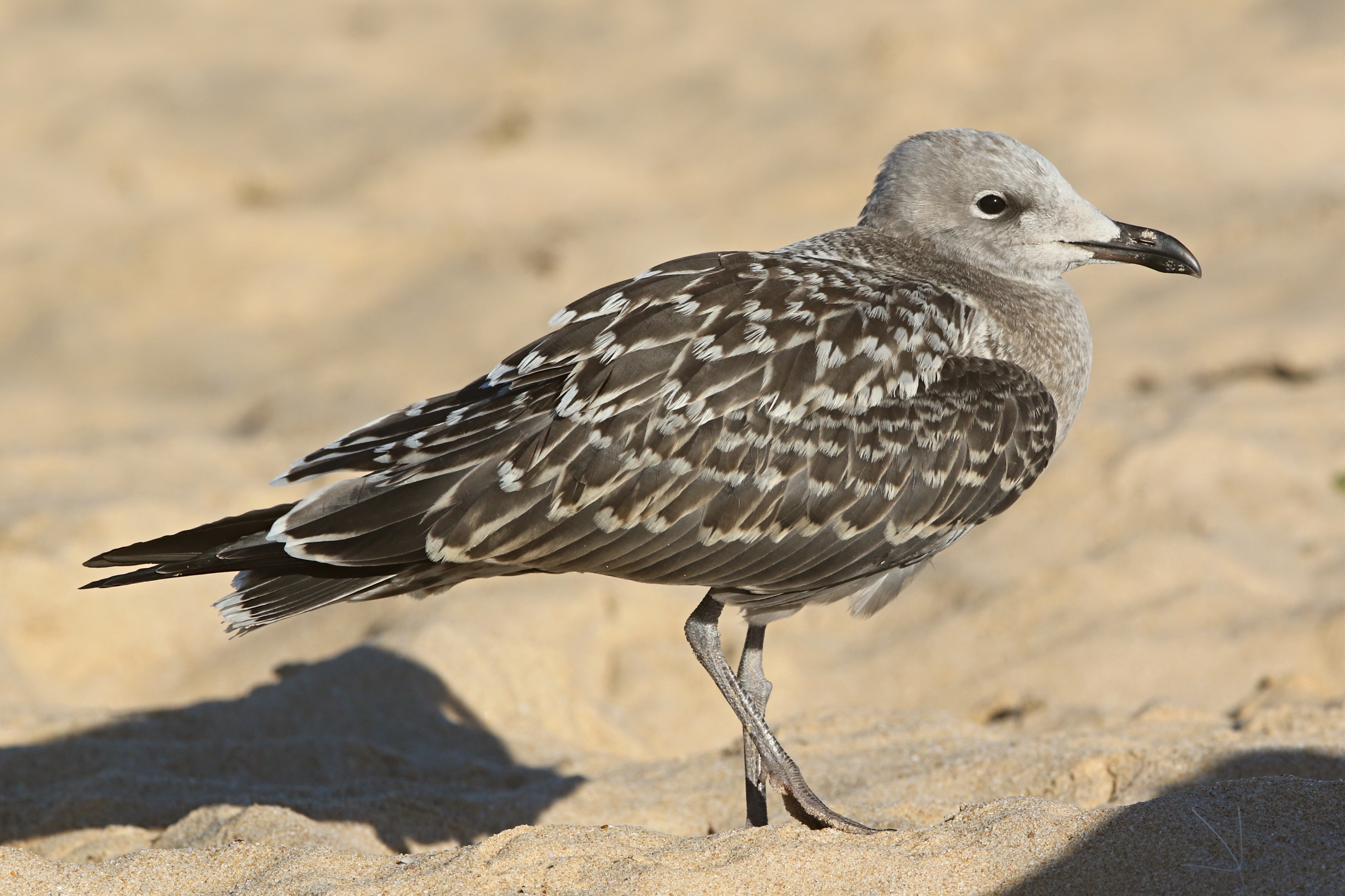 Audouin's Gull by Richard Bonser - BirdGuides