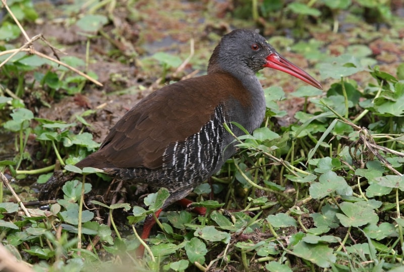 African Rail by Richard Bonser - BirdGuides