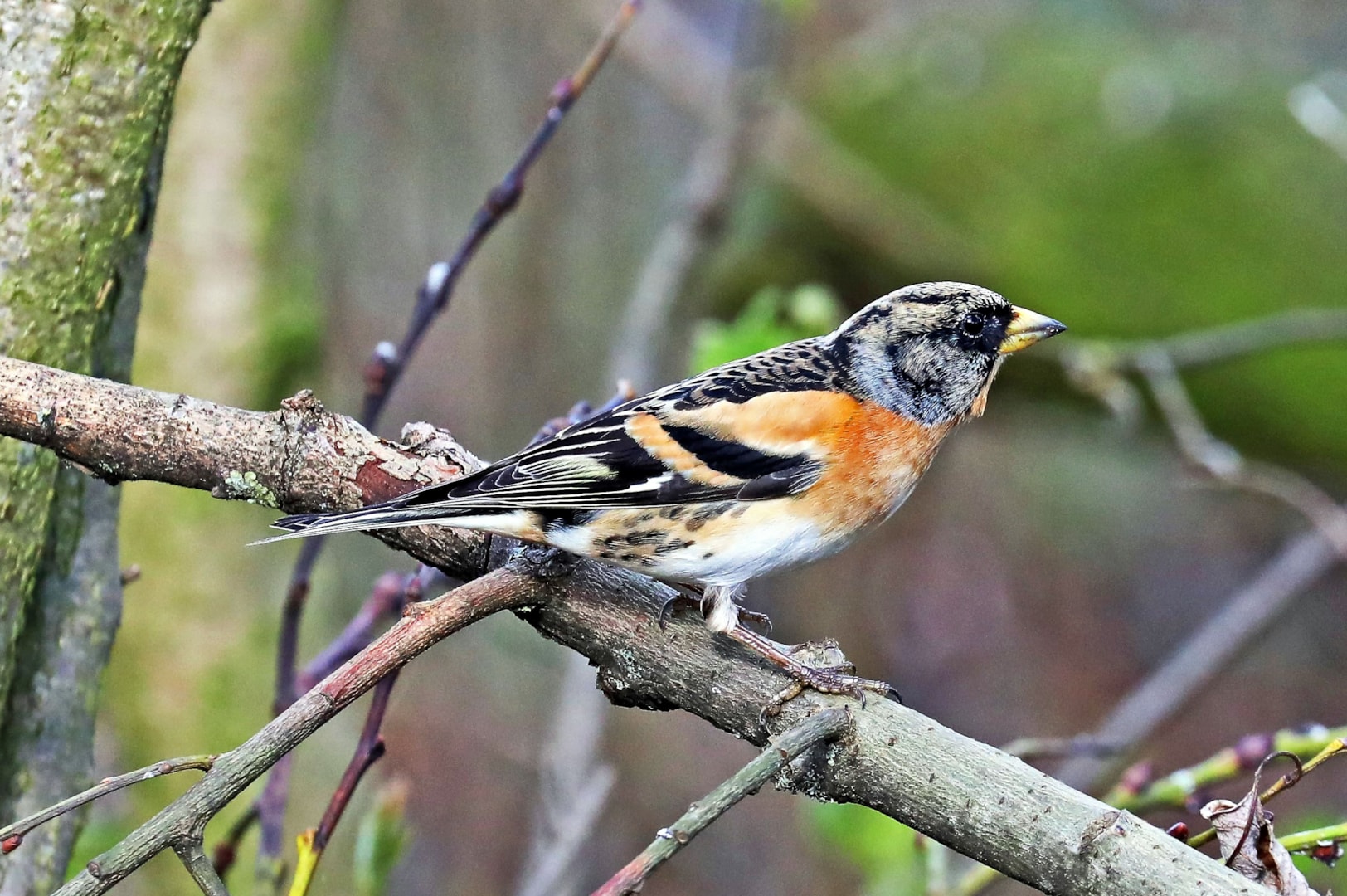 Brambling by PETER MILES - BirdGuides