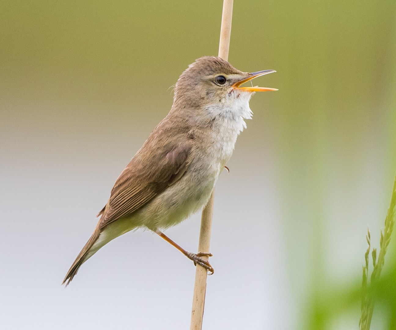 Blyth's Reed Warbler by Peter Garrity - BirdGuides